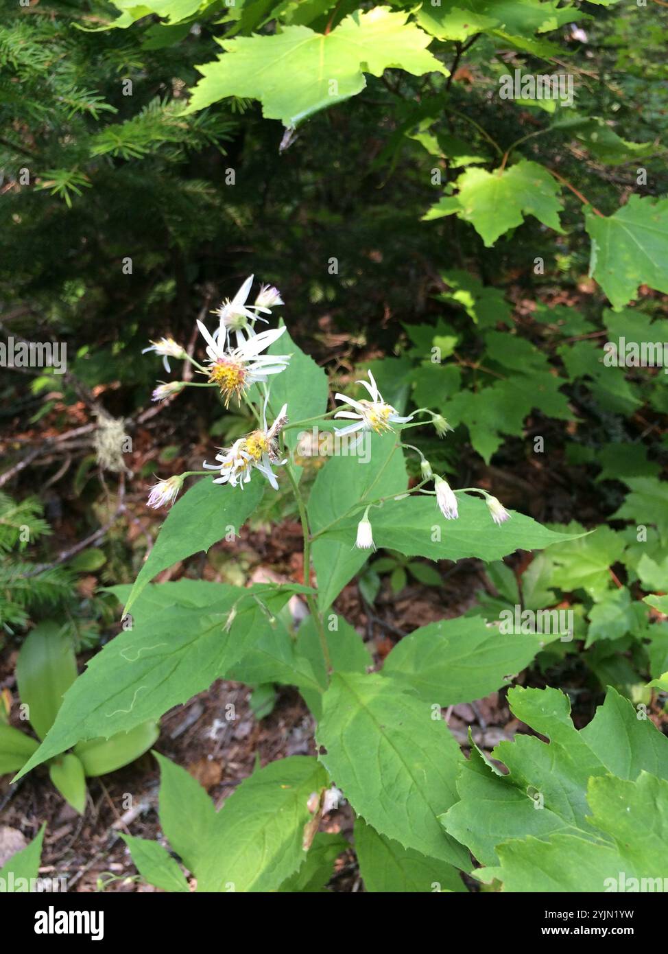 whorled wood aster (Oclemena acuminata Stock Photo - Alamy