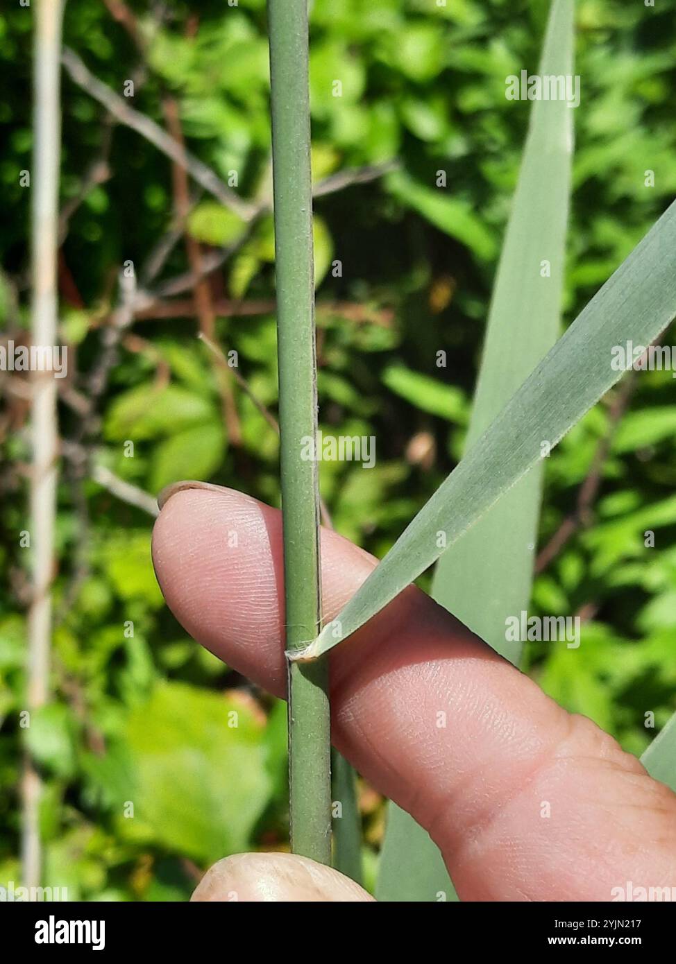 common reed (Phragmites australis Stock Photo - Alamy