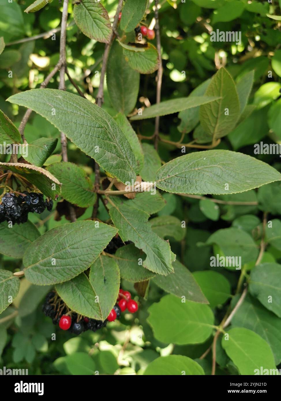Wayfaring-tree (Viburnum lantana Stock Photo - Alamy