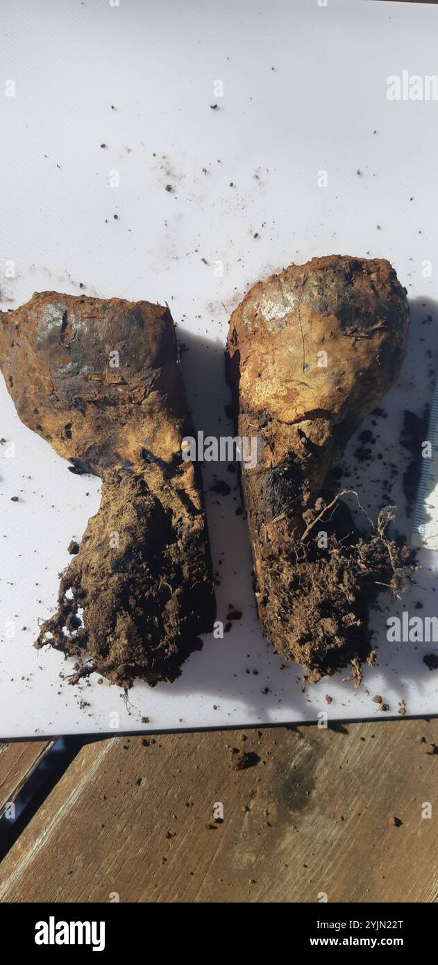 American Dyeball (Pisolithus arenarius Stock Photo - Alamy