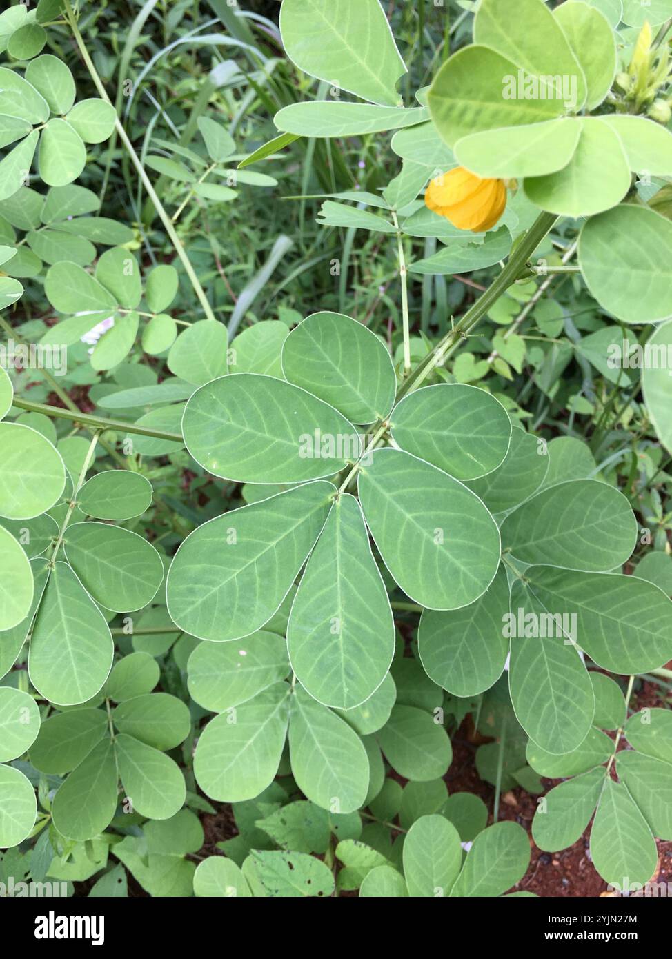 American Sicklepod (Senna obtusifolia Stock Photo - Alamy