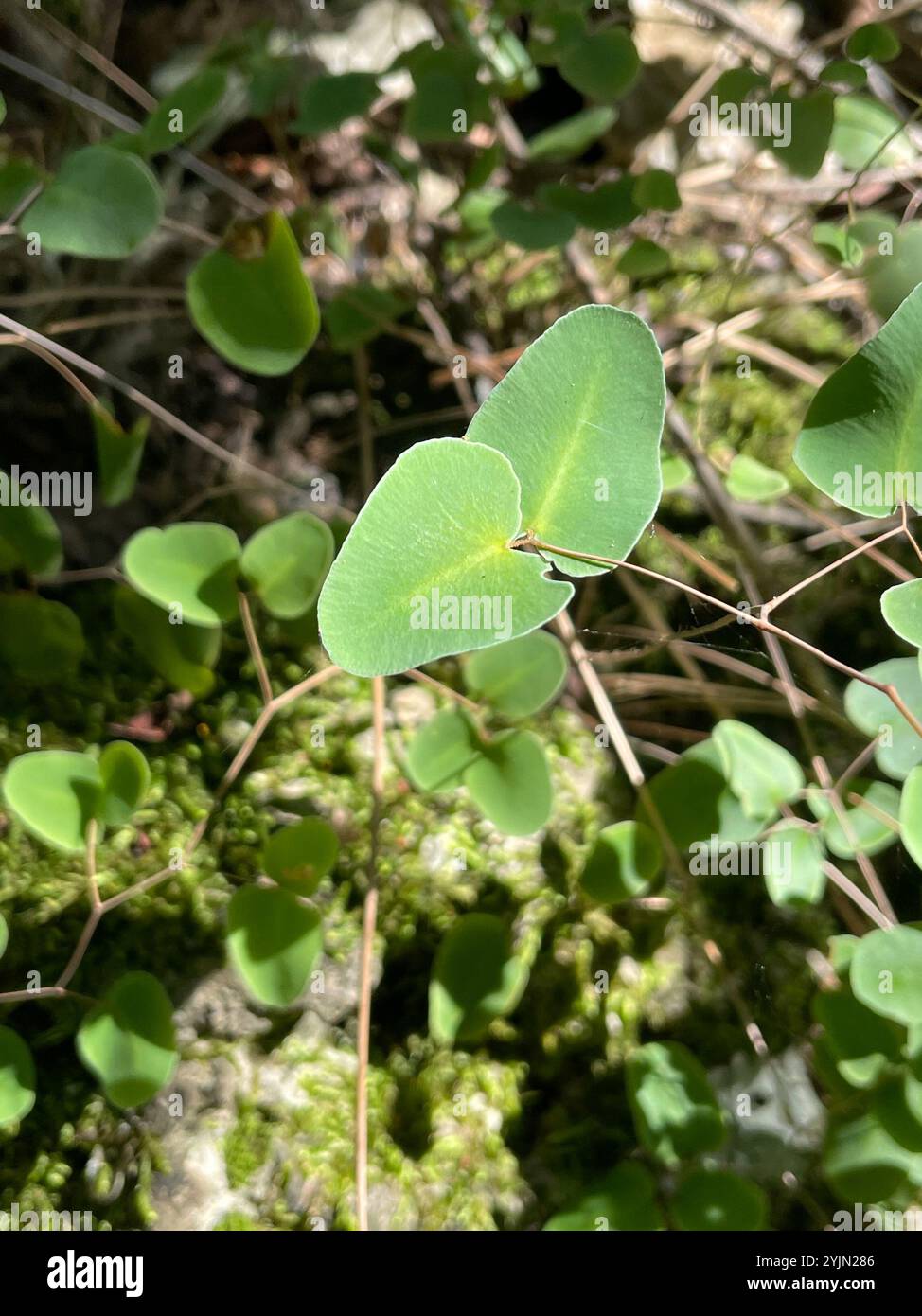 Ovate leaf hi-res stock photography and images - Alamy
