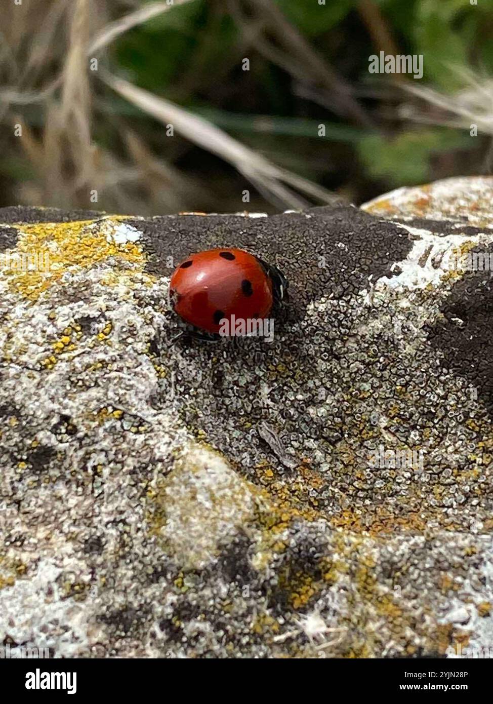 Seven-spotted Lady Beetle (Coccinella septempunctata Stock Photo - Alamy