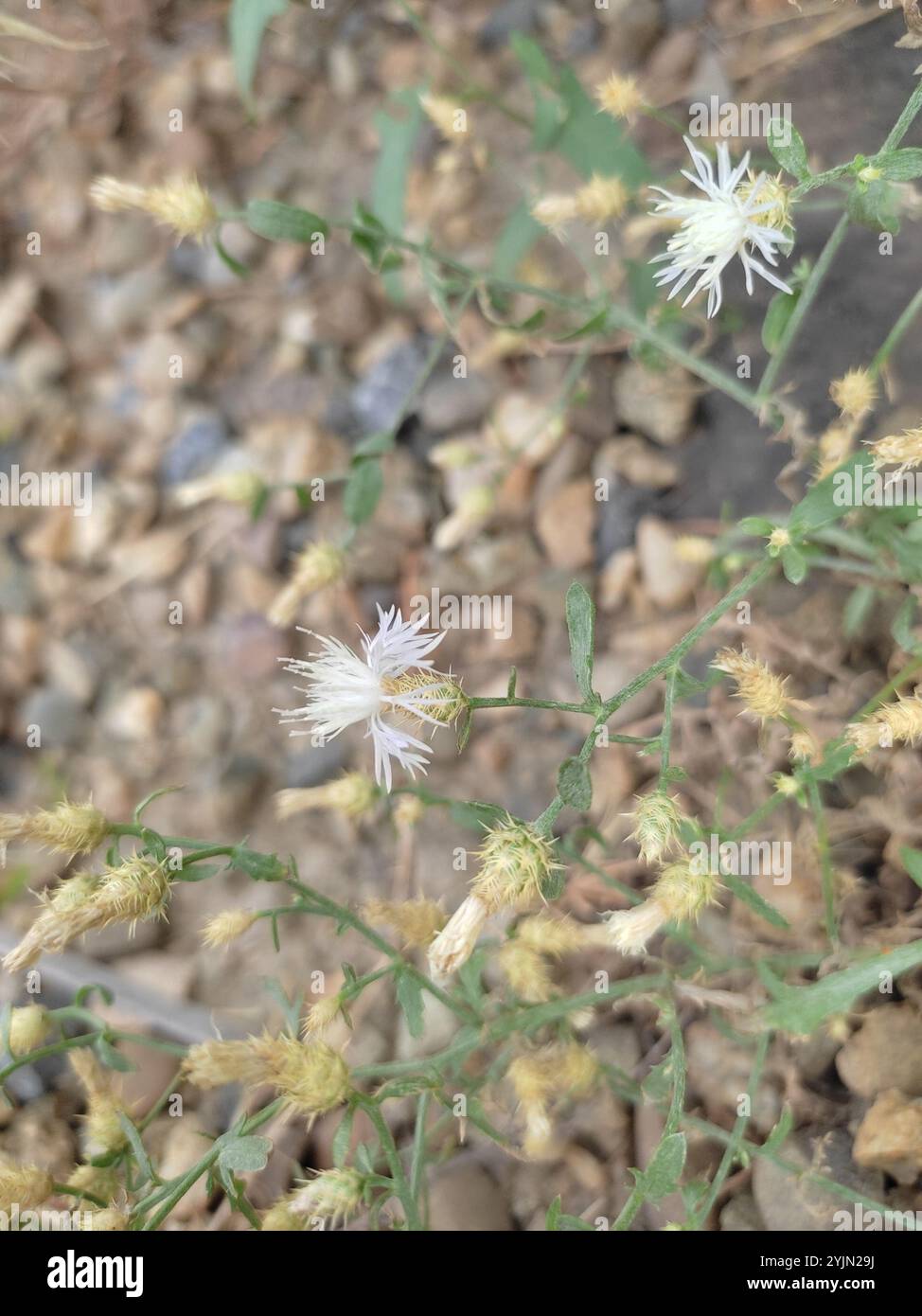 diffuse knapweed (Centaurea diffusa Stock Photo - Alamy