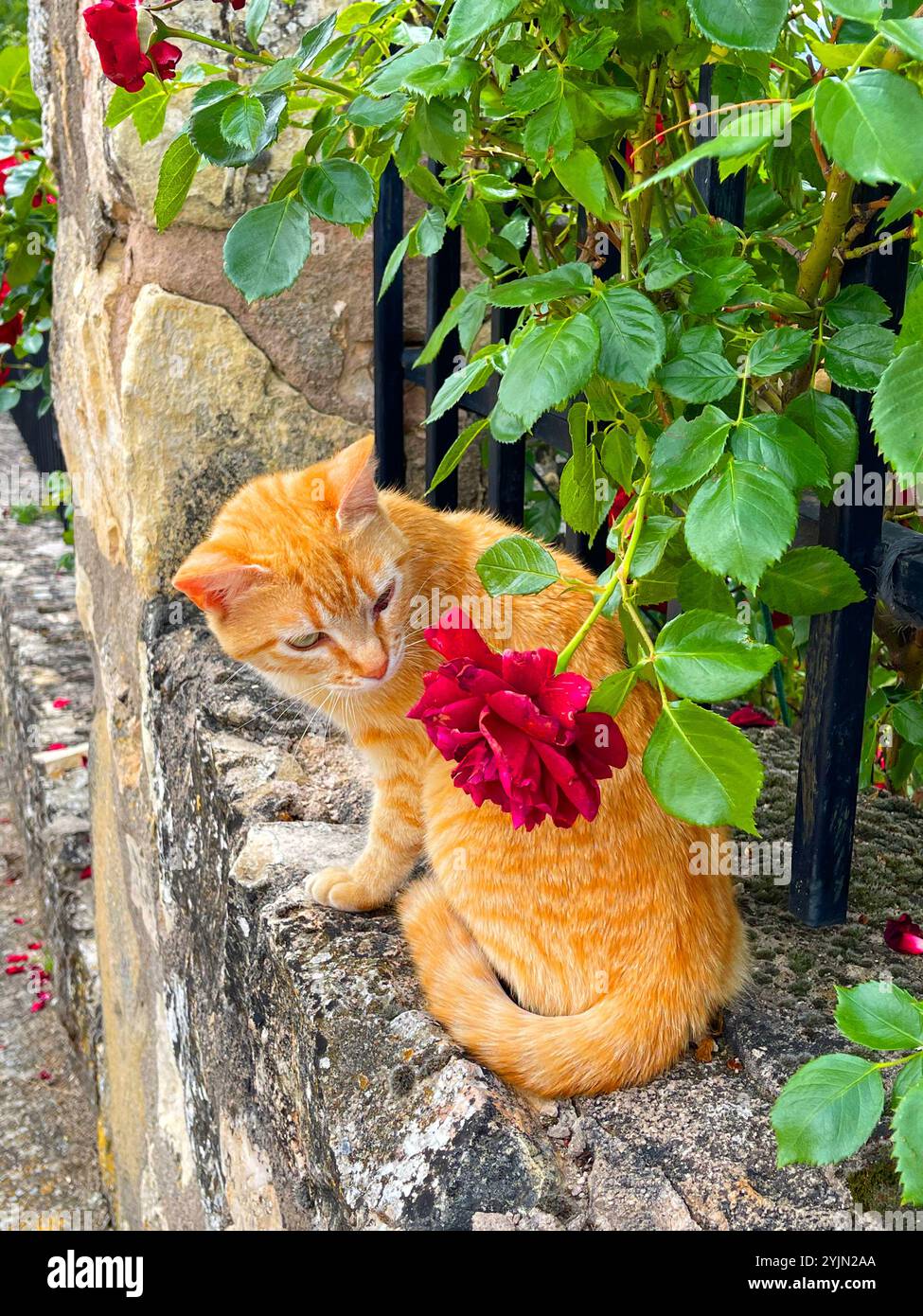 Cat with rose hi-res stock photography and images - Alamy