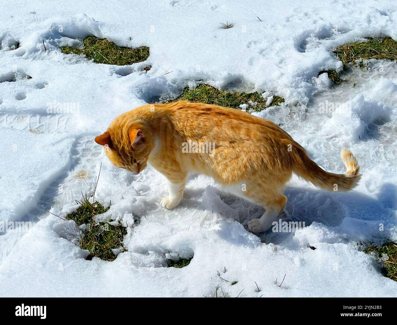 Cat snowfall hi-res stock photography and images - Alamy
