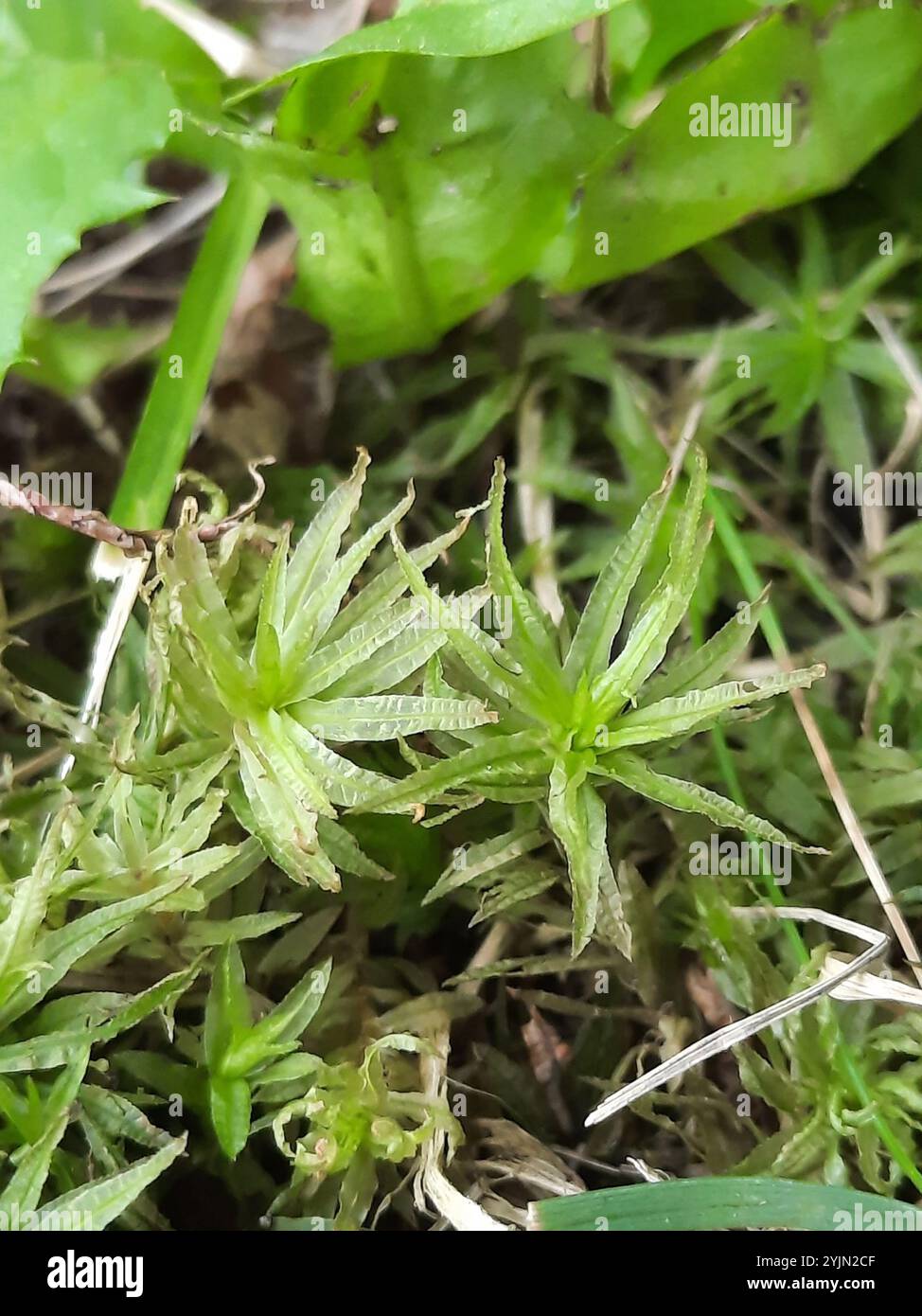 lesser smoothcap (Atrichum angustatum Stock Photo - Alamy