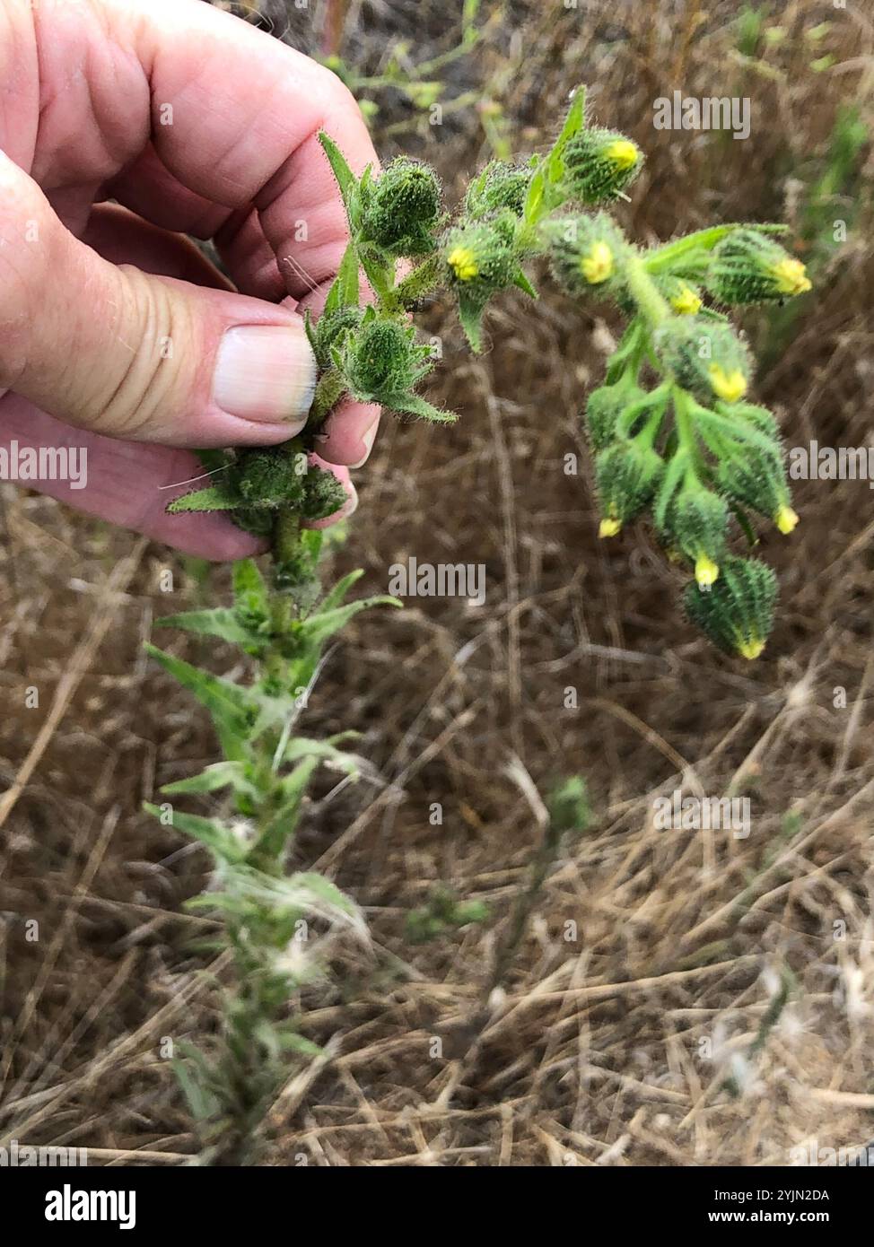 Madia sativa hi-res stock photography and images - Alamy
