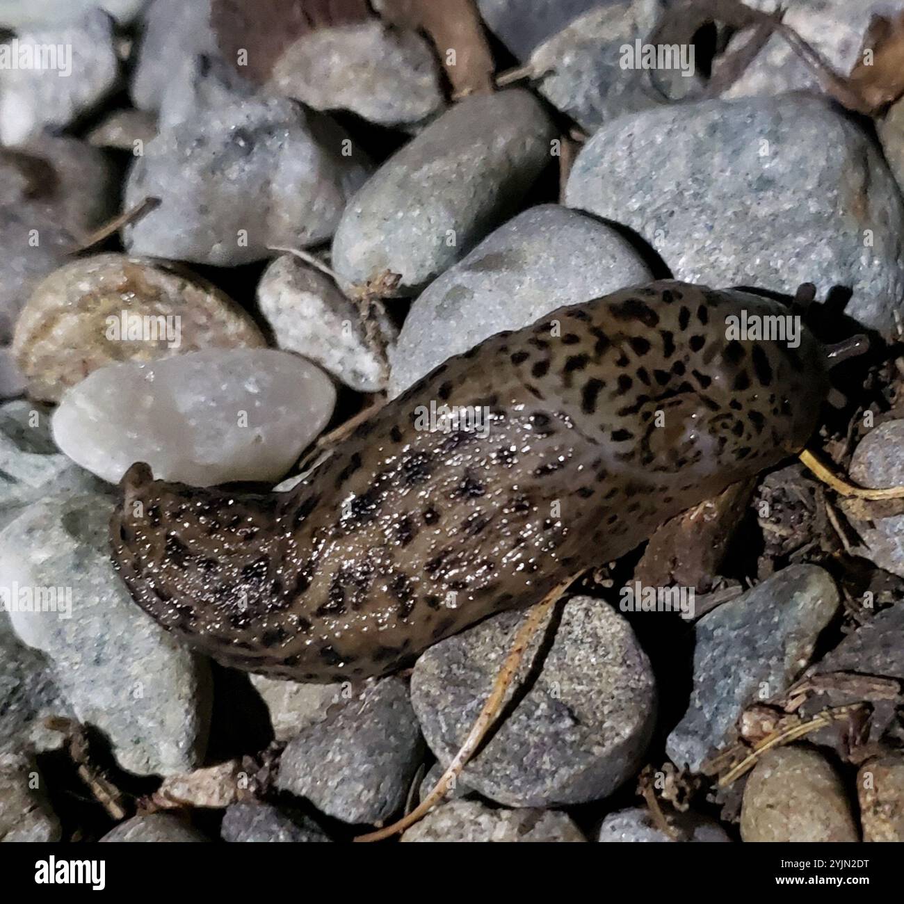 Leopard Slug (Limax maximus Stock Photo - Alamy