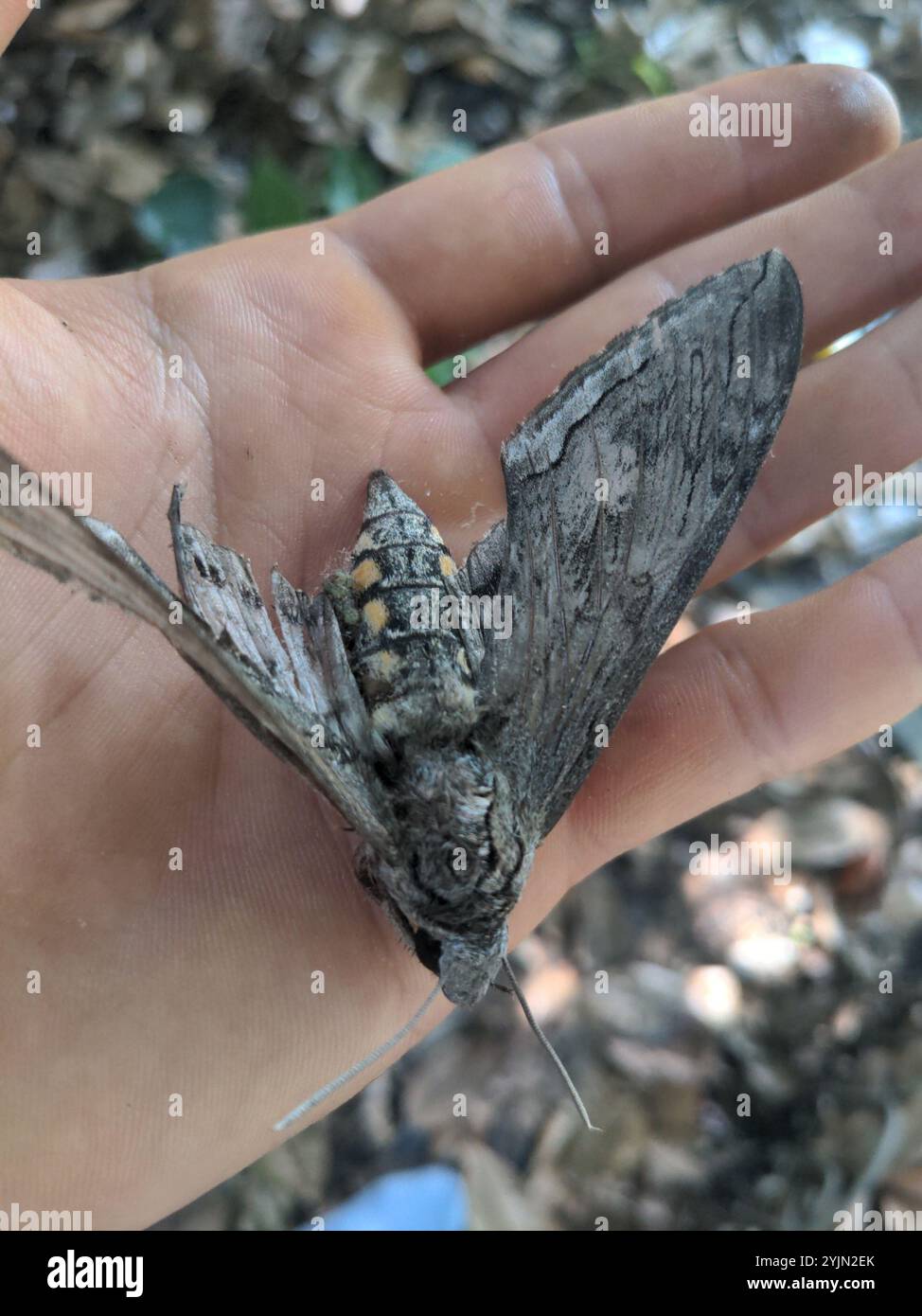 Five spotted hawk moth hi-res stock photography and images - Alamy
