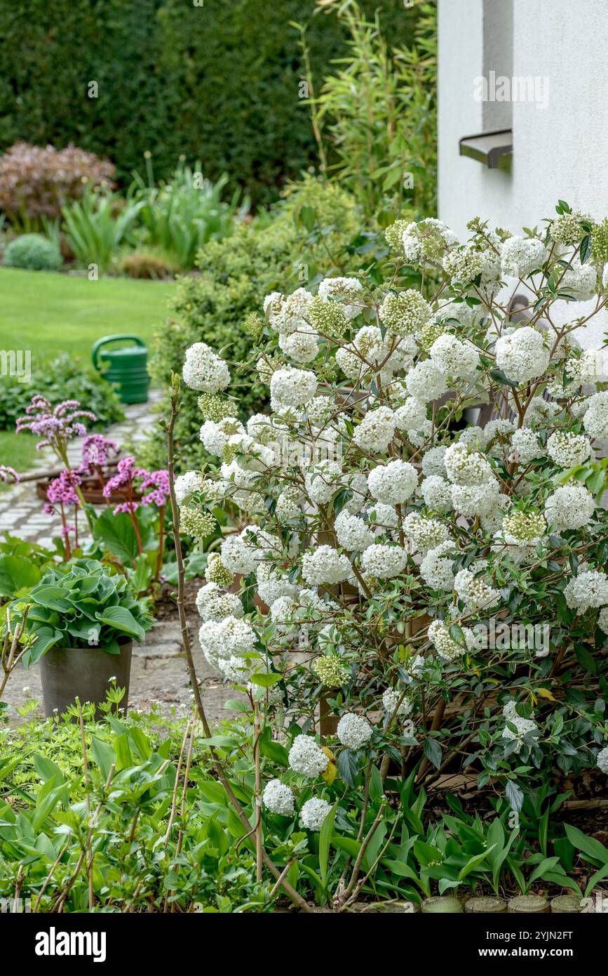 Immergrüner Schneeball, Viburnum Eskimo,, Evergreen snowball Stock ...