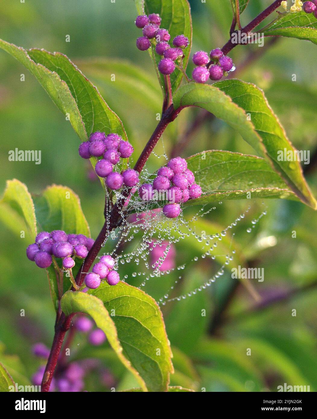 Callicarpa dichotoma Issai Stock Photo - Alamy