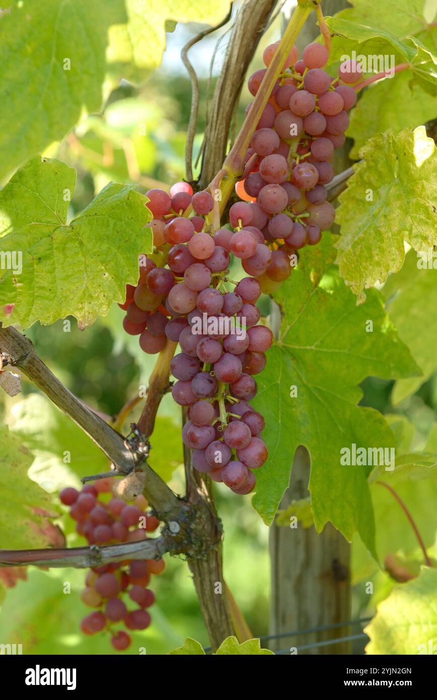 Weinrebe, Vitis Vanessa,, grapevine Stock Photo - Alamy
