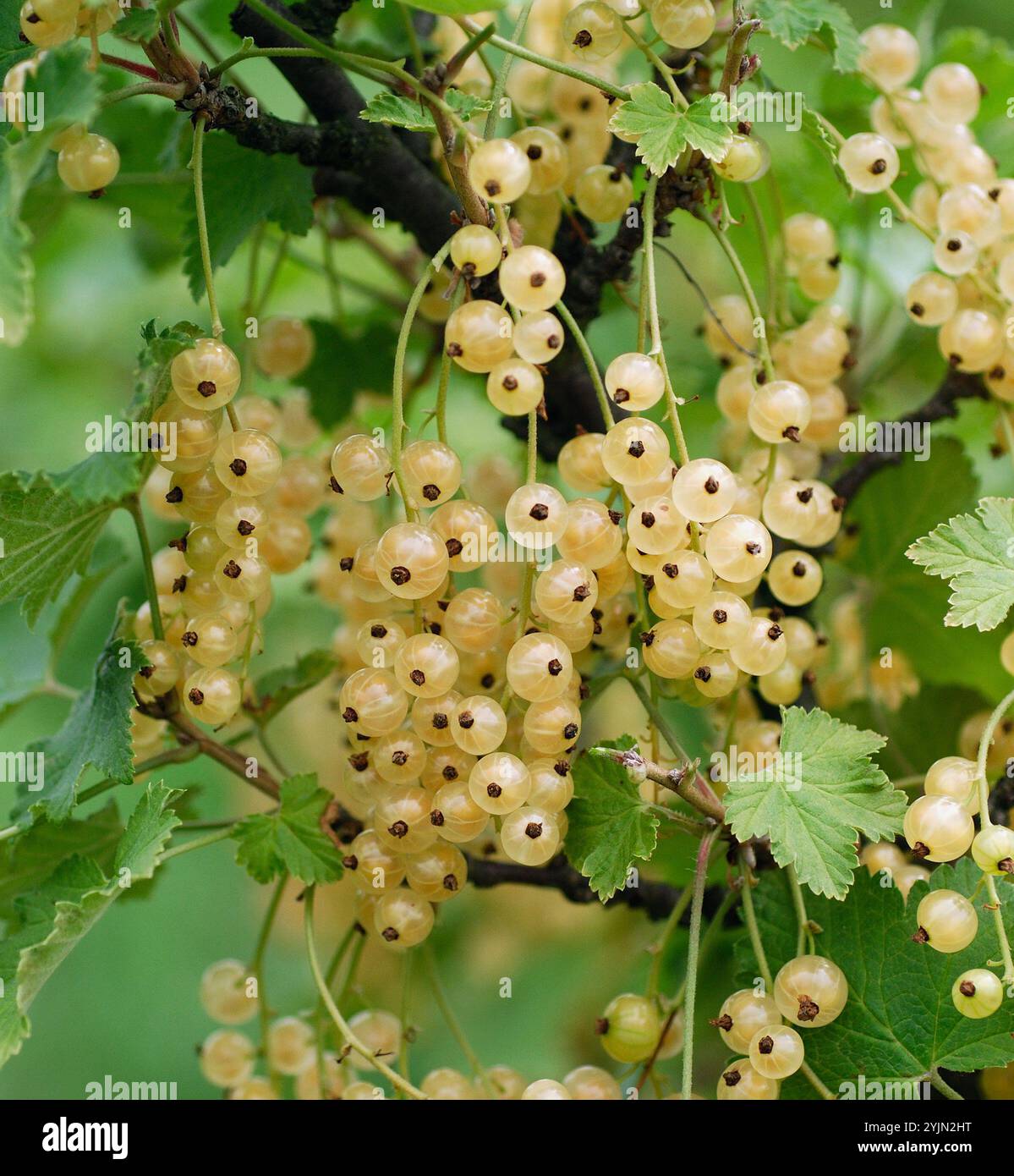 Ribes rubrum primus hi-res stock photography and images - Alamy