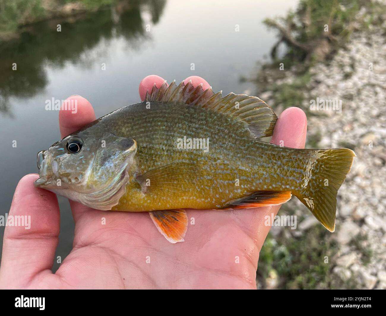 Green sunfish hi-res stock photography and images - Alamy