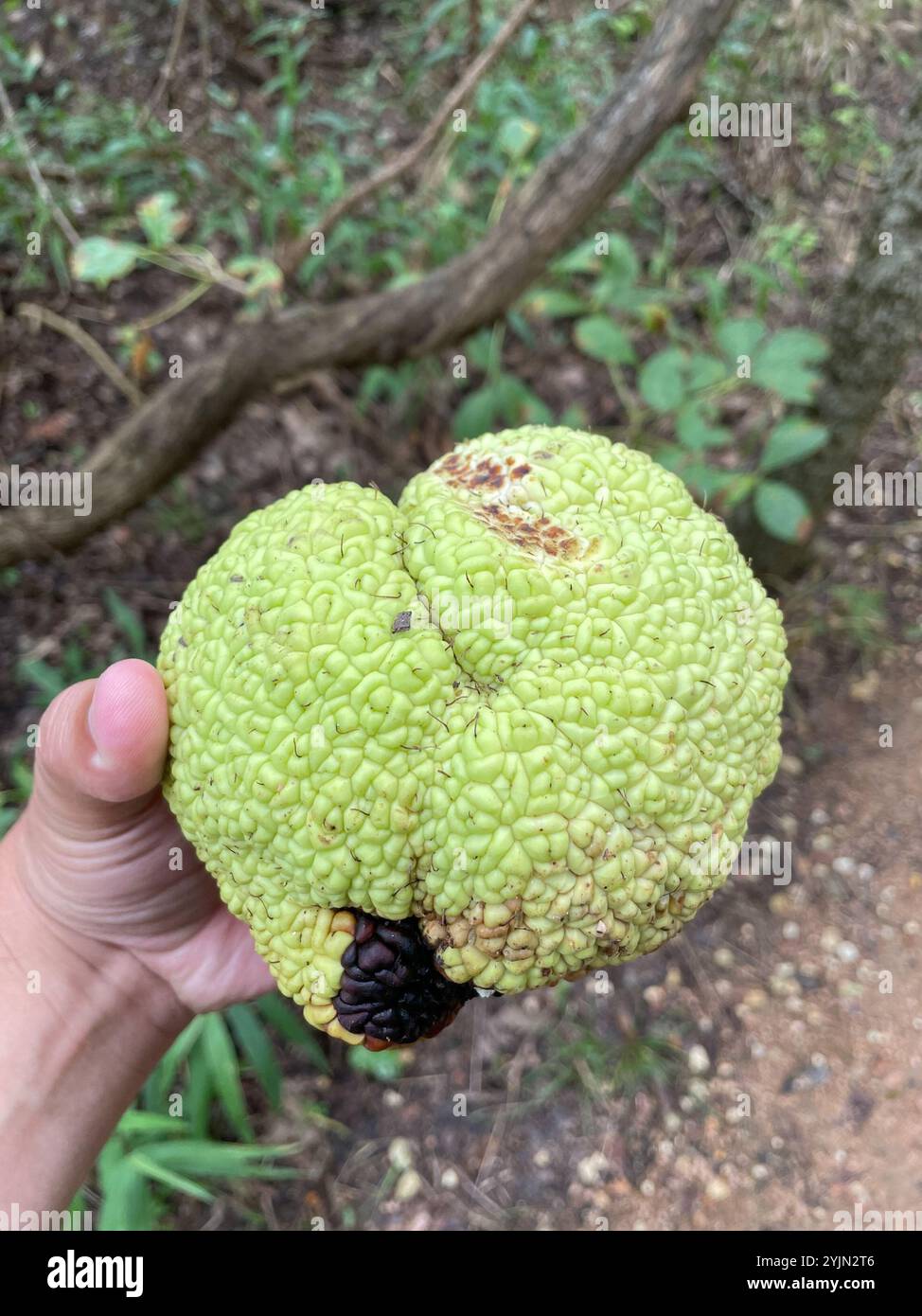 Osage-orange (Maclura pomifera Stock Photo - Alamy