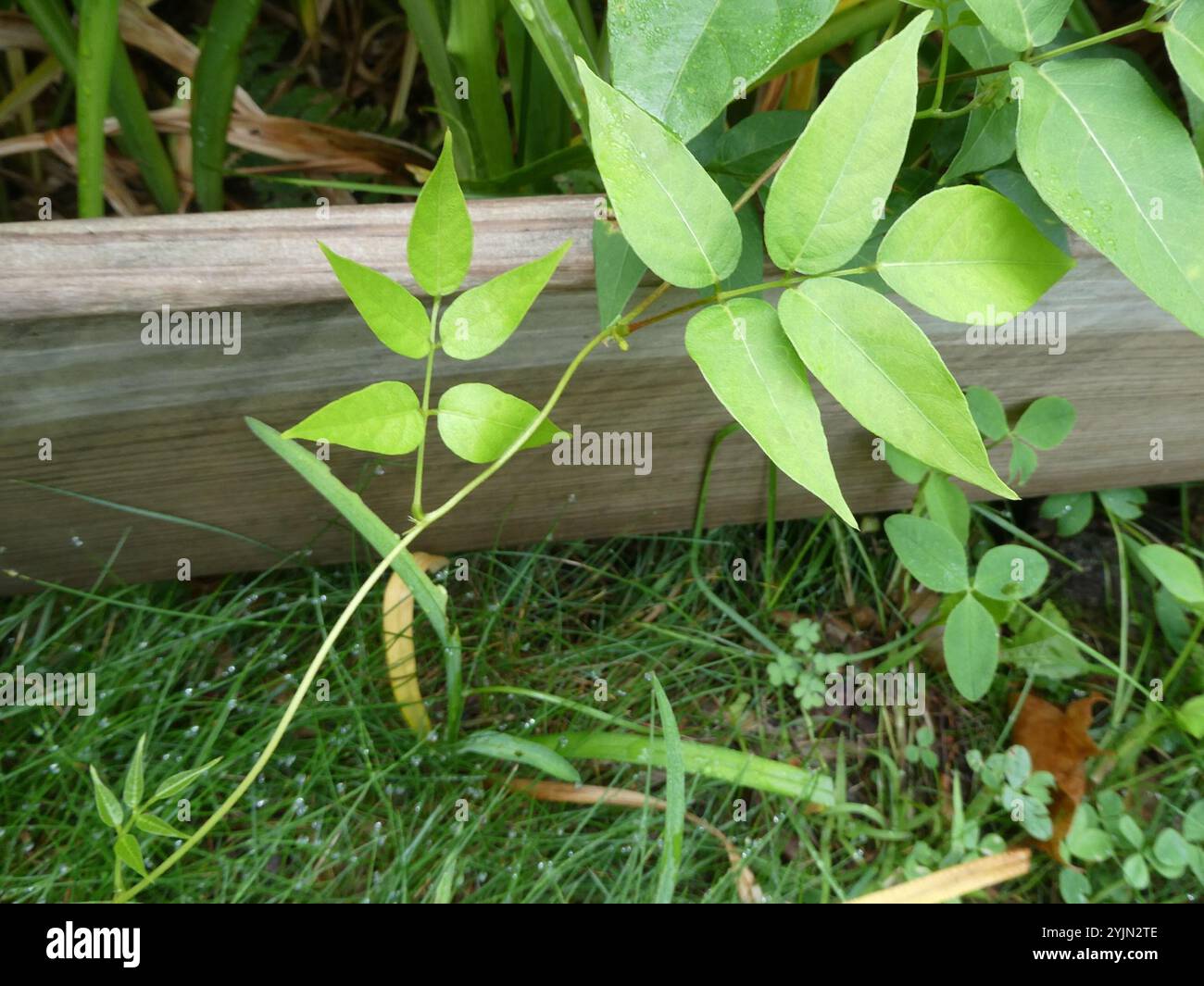 American groundnut (Apios americana Stock Photo - Alamy