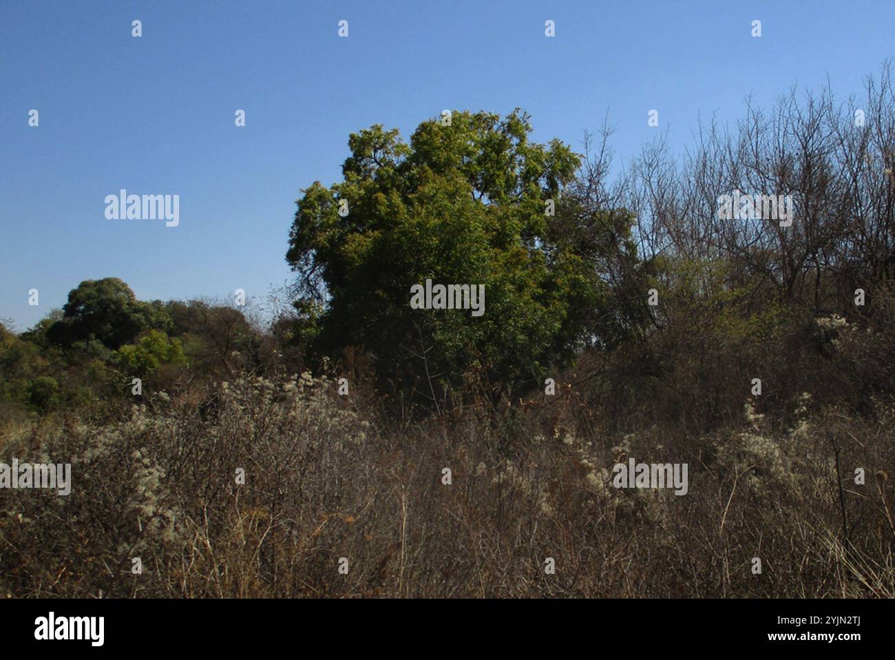 african sumac (Searsia lancea Stock Photo - Alamy