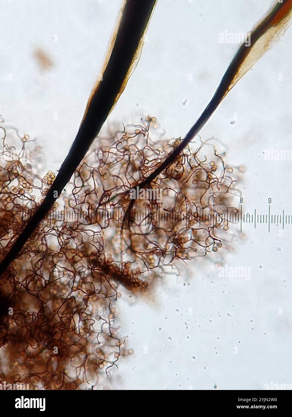 Comatricha elegans hi-res stock photography and images - Alamy