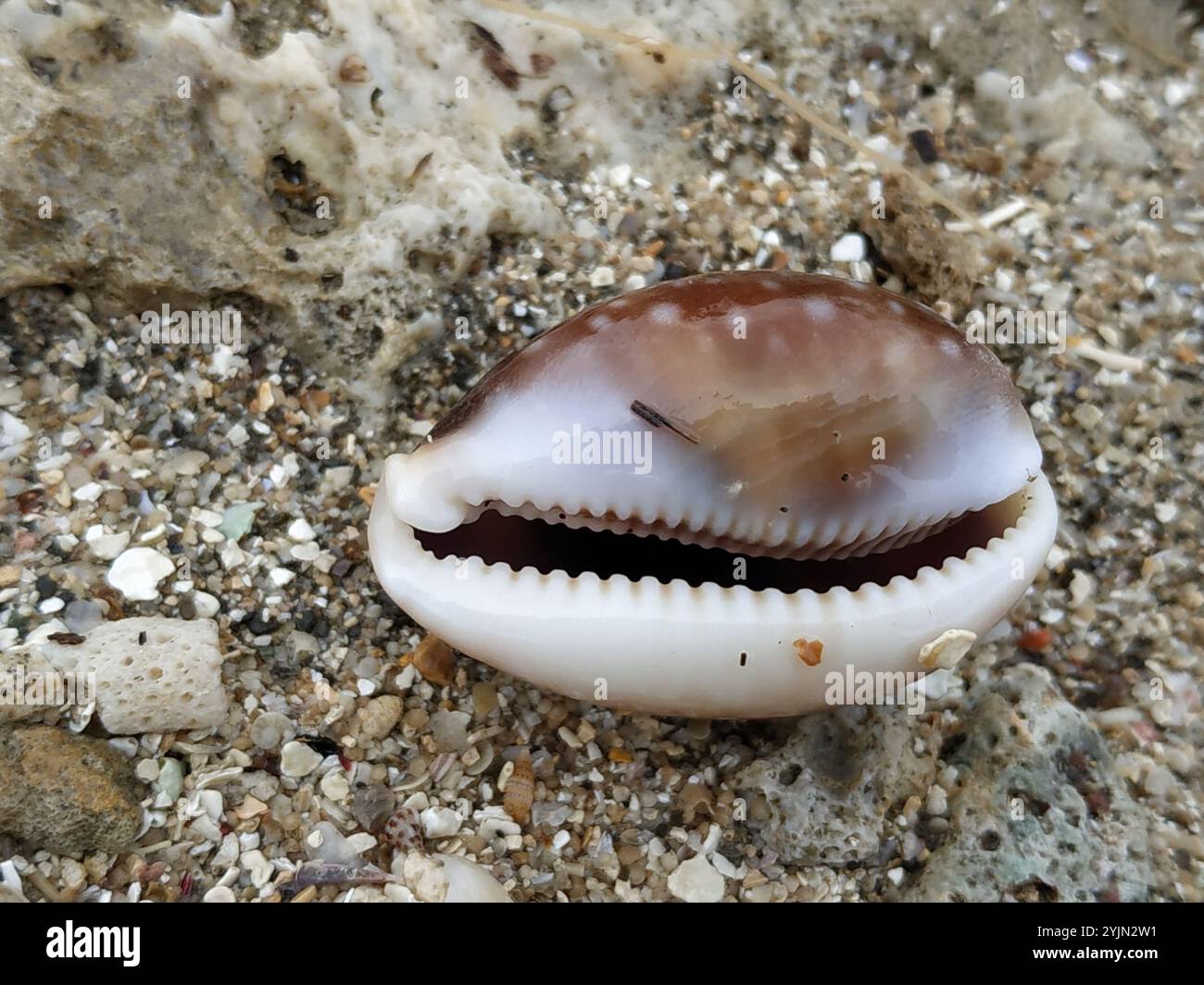Calf Cowry (Lyncina vitellus Stock Photo - Alamy