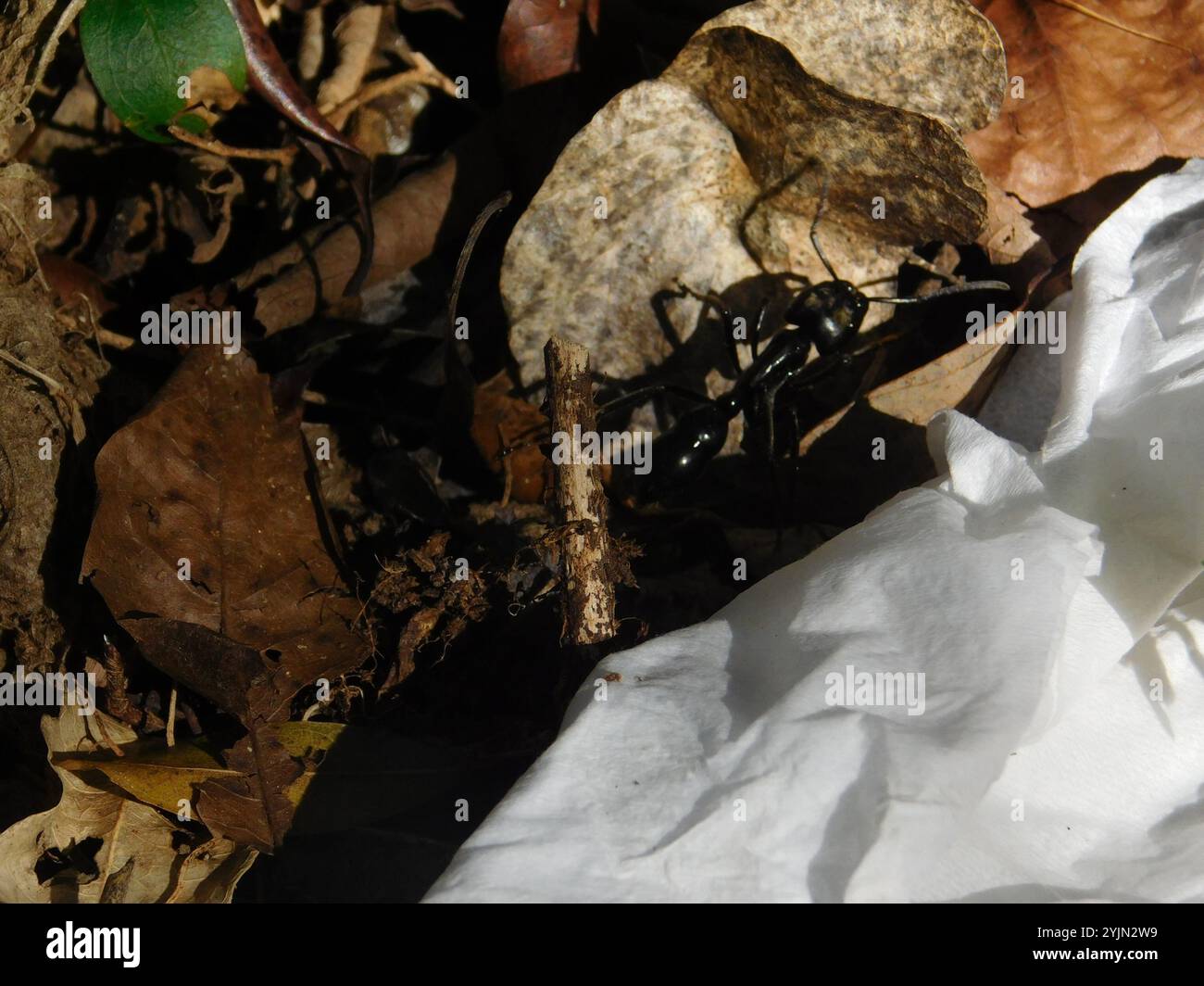 Giant Amazonian Ants (Dinoponera Stock Photo - Alamy