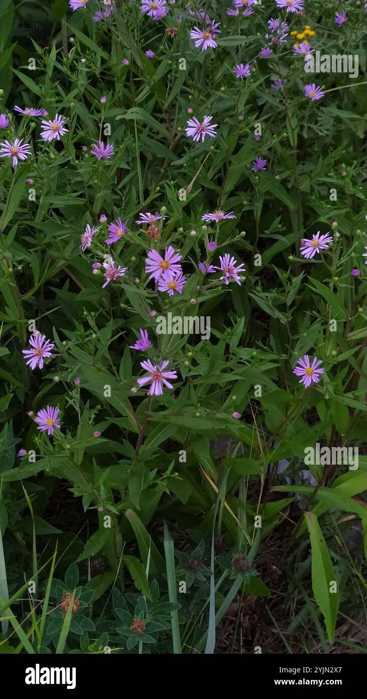 American asters (Symphyotrichum Stock Photo - Alamy