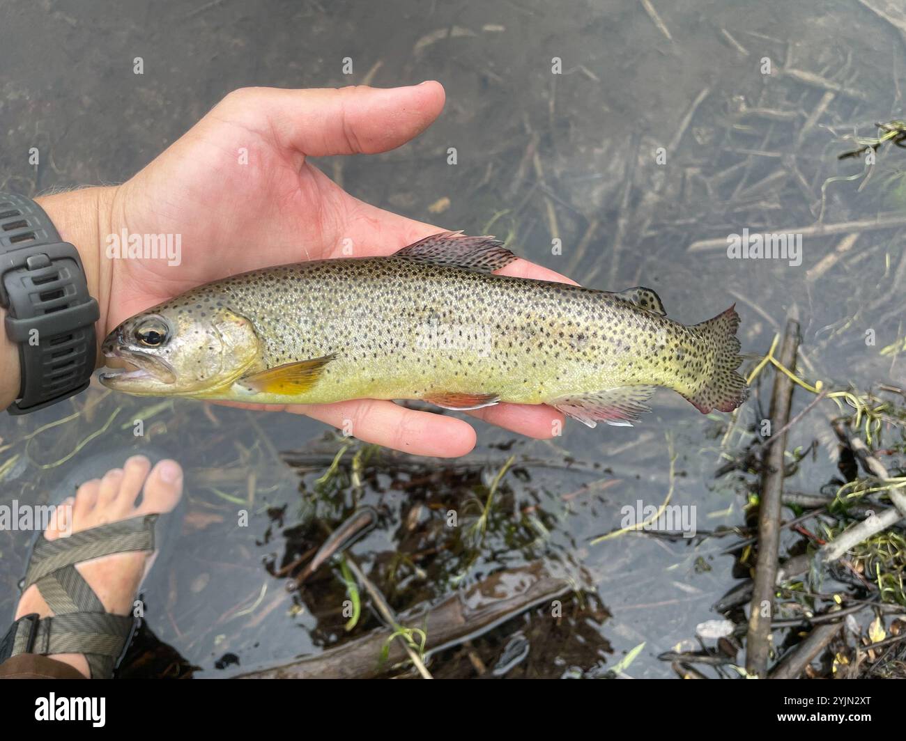 Apache Trout (Oncorhynchus apache Stock Photo - Alamy
