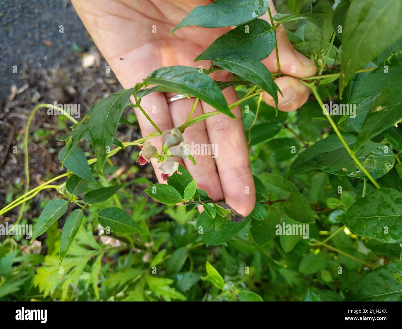 American groundnut (Apios americana Stock Photo - Alamy