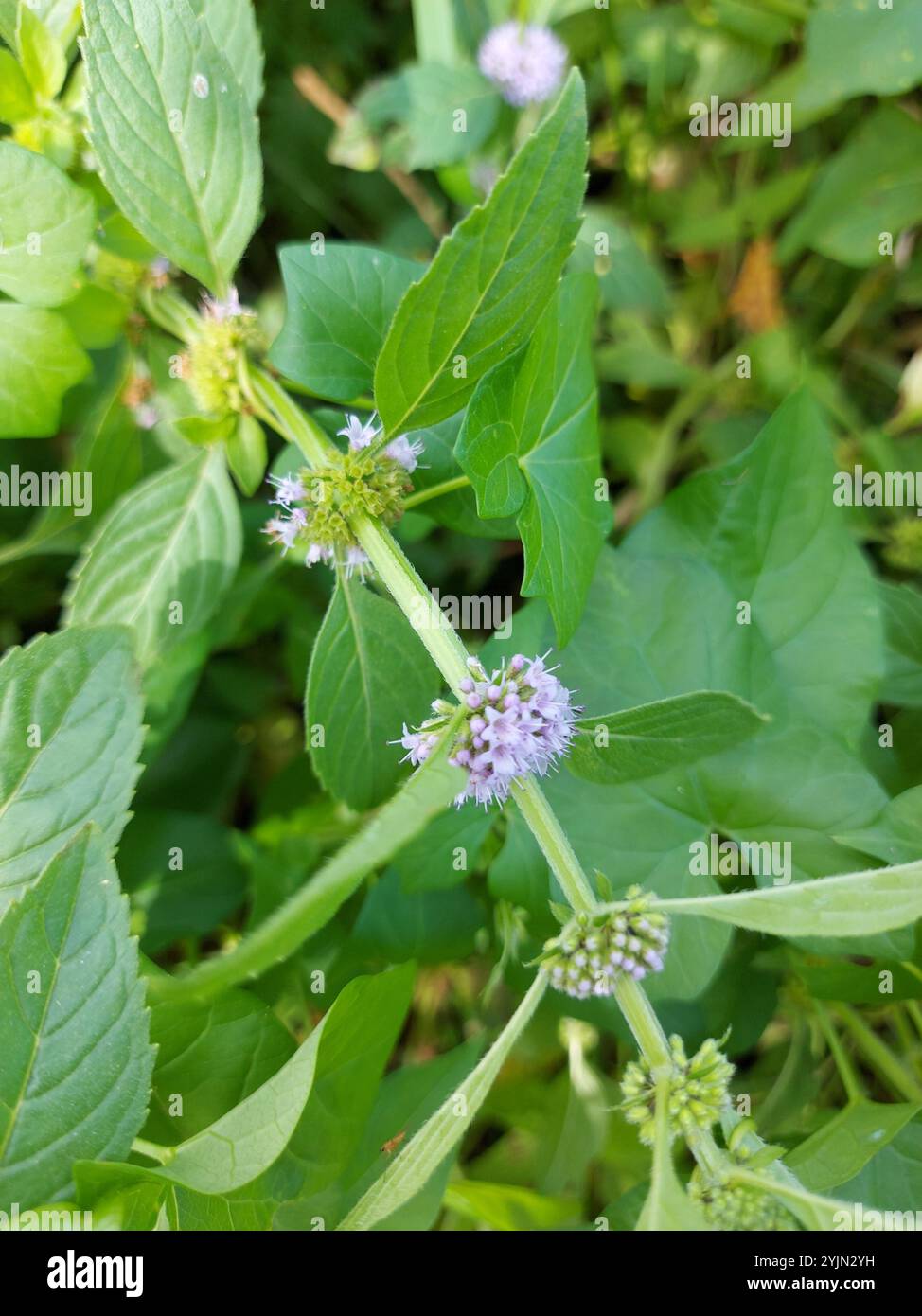 corn mint (Mentha arvensis Stock Photo - Alamy