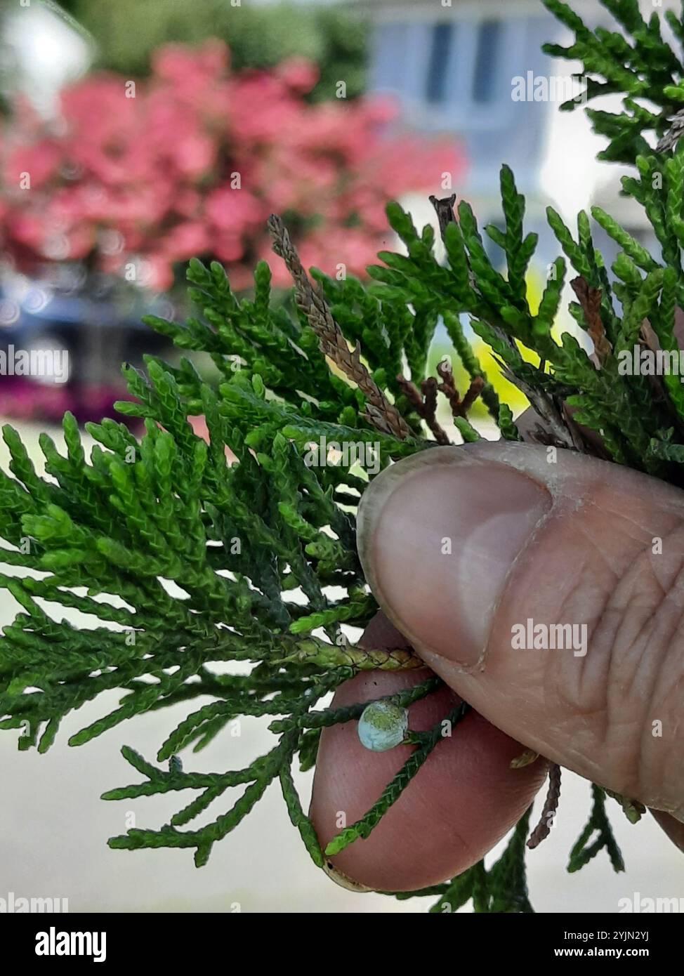 eastern redcedar (Juniperus virginiana Stock Photo - Alamy