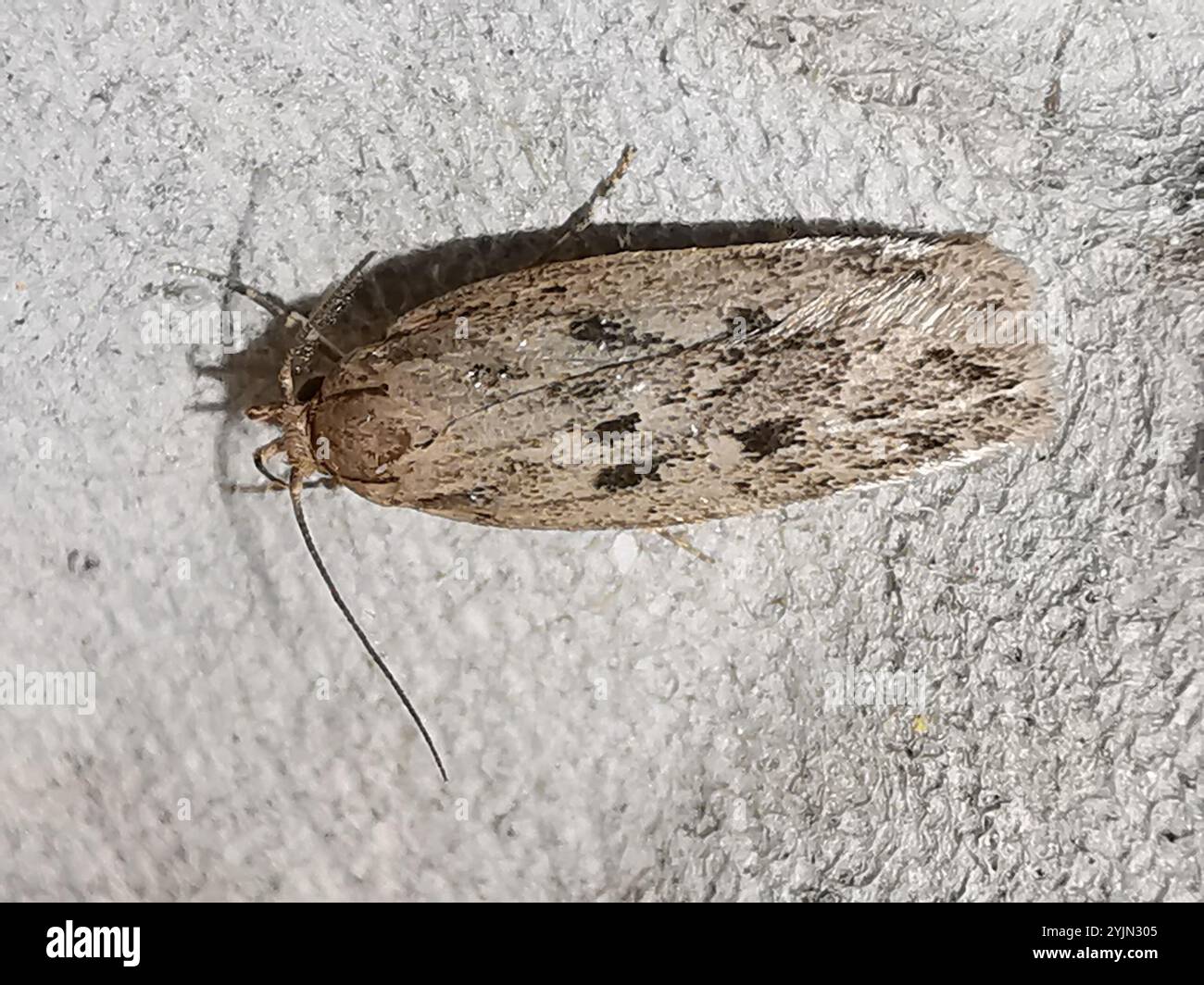 Brown House Moth (Hofmannophila pseudospretella Stock Photo - Alamy