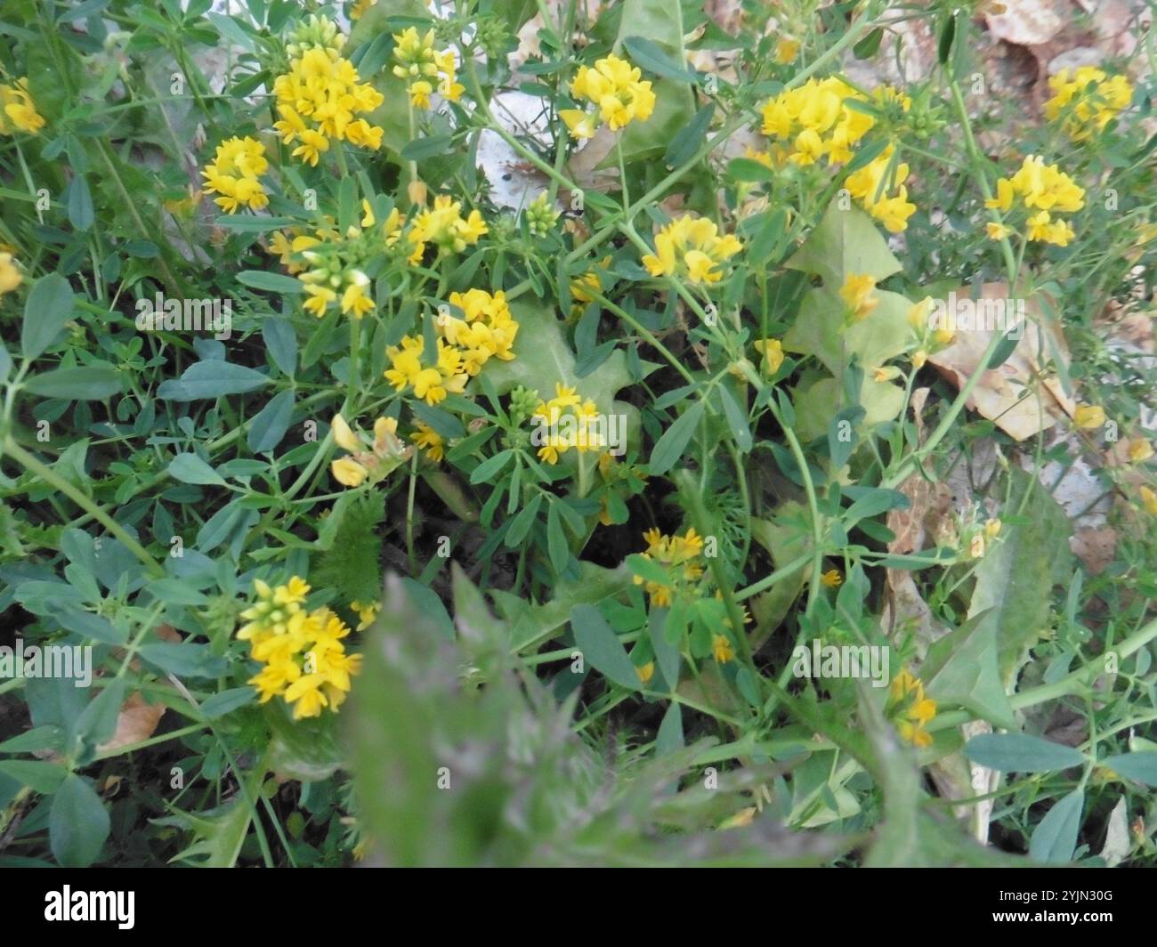 sickle alfalfa (Medicago falcata Stock Photo - Alamy