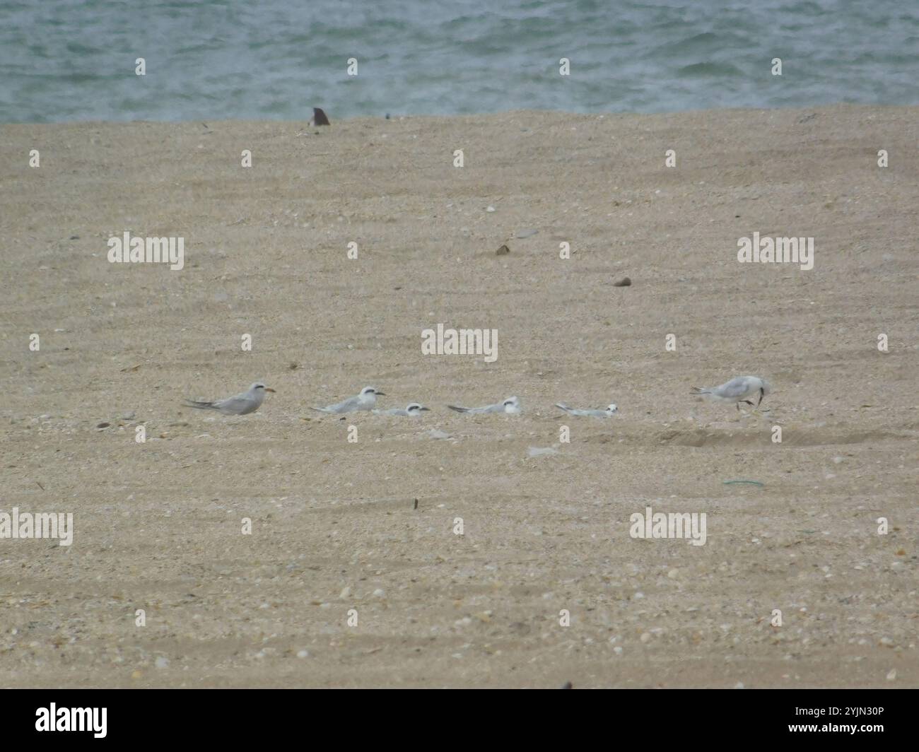 Snowy-crowned Tern (Sterna trudeaui Stock Photo - Alamy