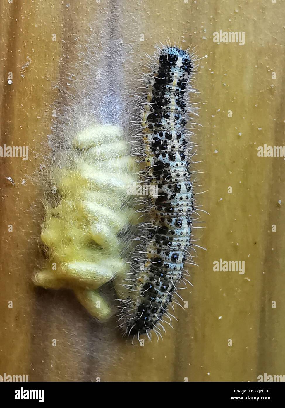 Cabbage White Parasitoid Wasp Bracovirus (Bracoviriform glomeratae ...