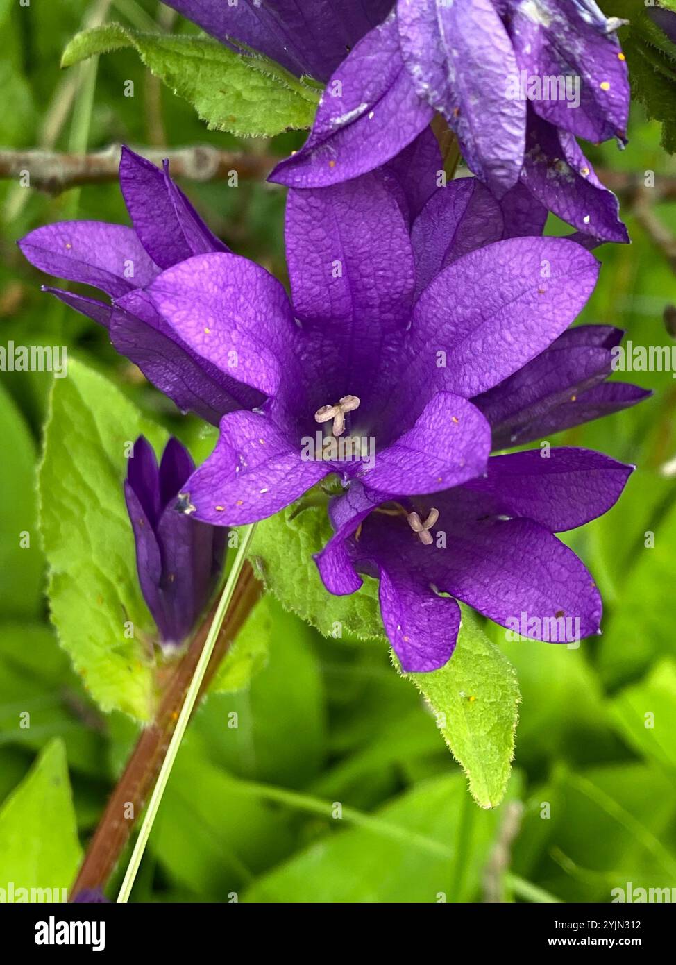 clustered bellflower (Campanula glomerata Stock Photo - Alamy