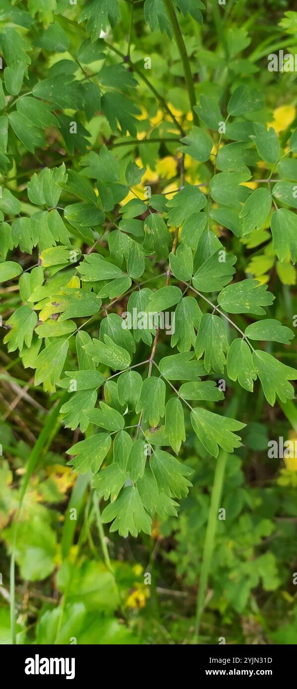 Lesser Meadow-rue (Thalictrum minus Stock Photo - Alamy