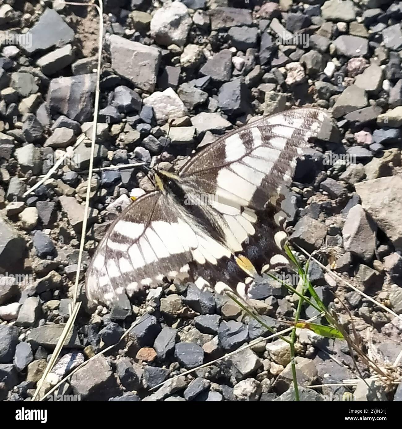 Old World Swallowtail (Papilio machaon Stock Photo - Alamy