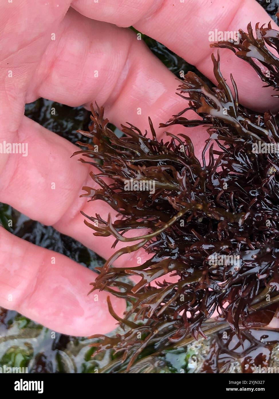 encrusting red algae (Mastocarpus Stock Photo - Alamy