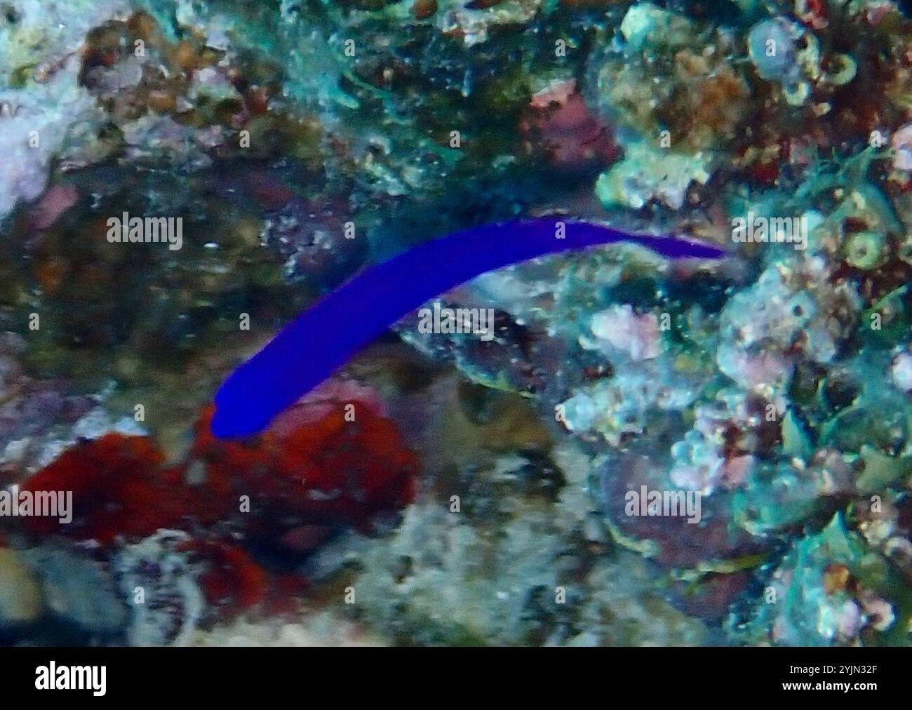 Orchid Dottyback (Pseudochromis fridmani Stock Photo - Alamy