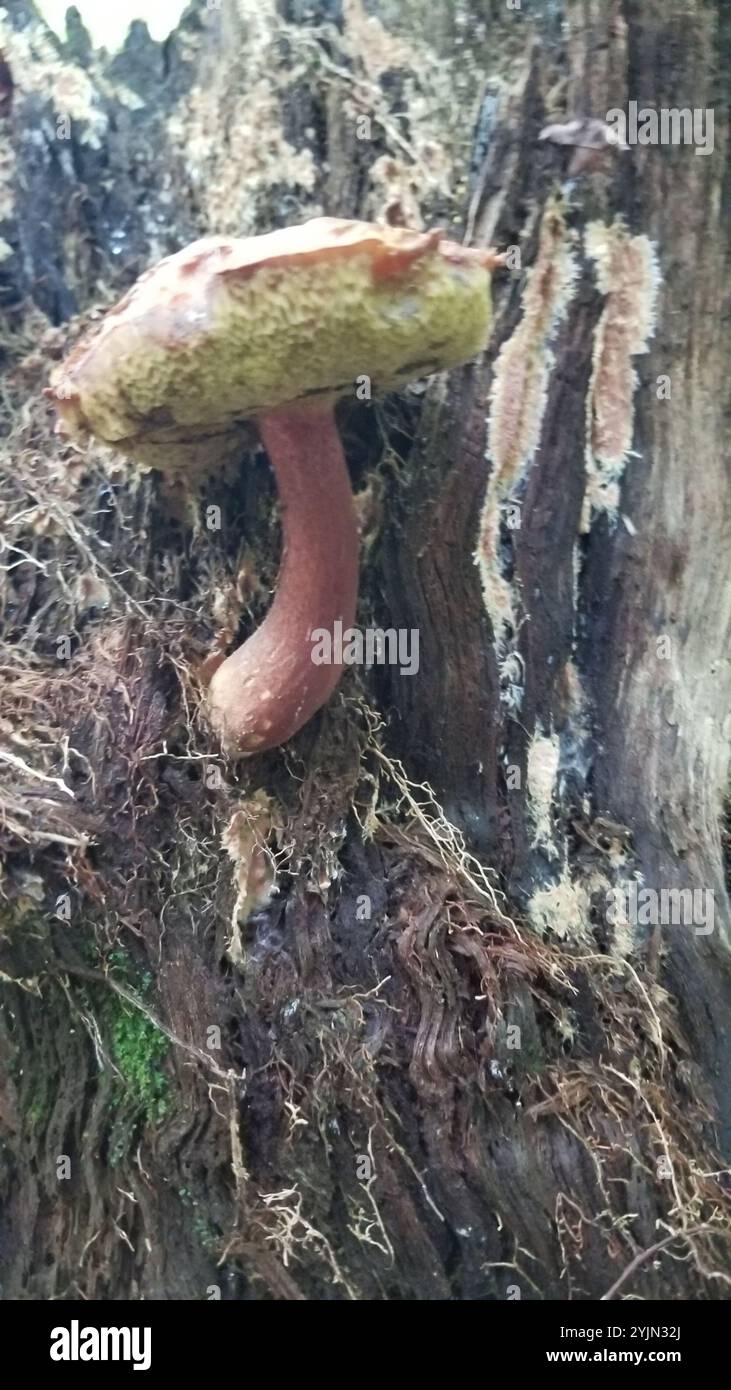 Two colored bolete hi-res stock photography and images - Alamy
