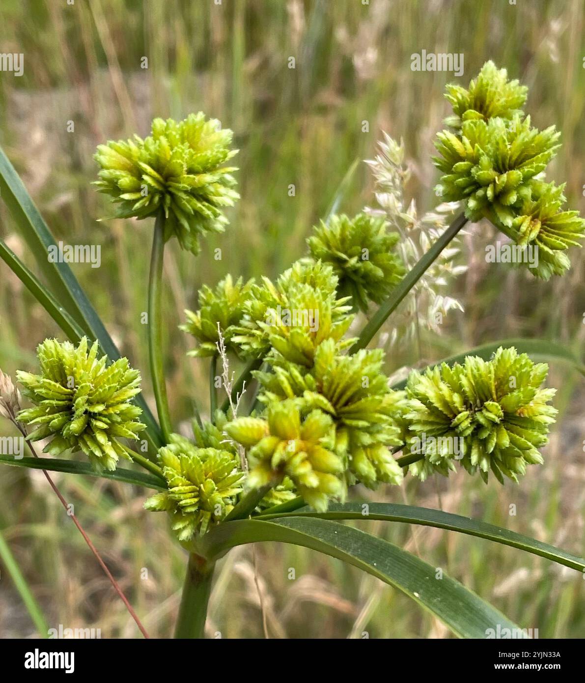 tall flatsedge (Cyperus eragrostis Stock Photo - Alamy