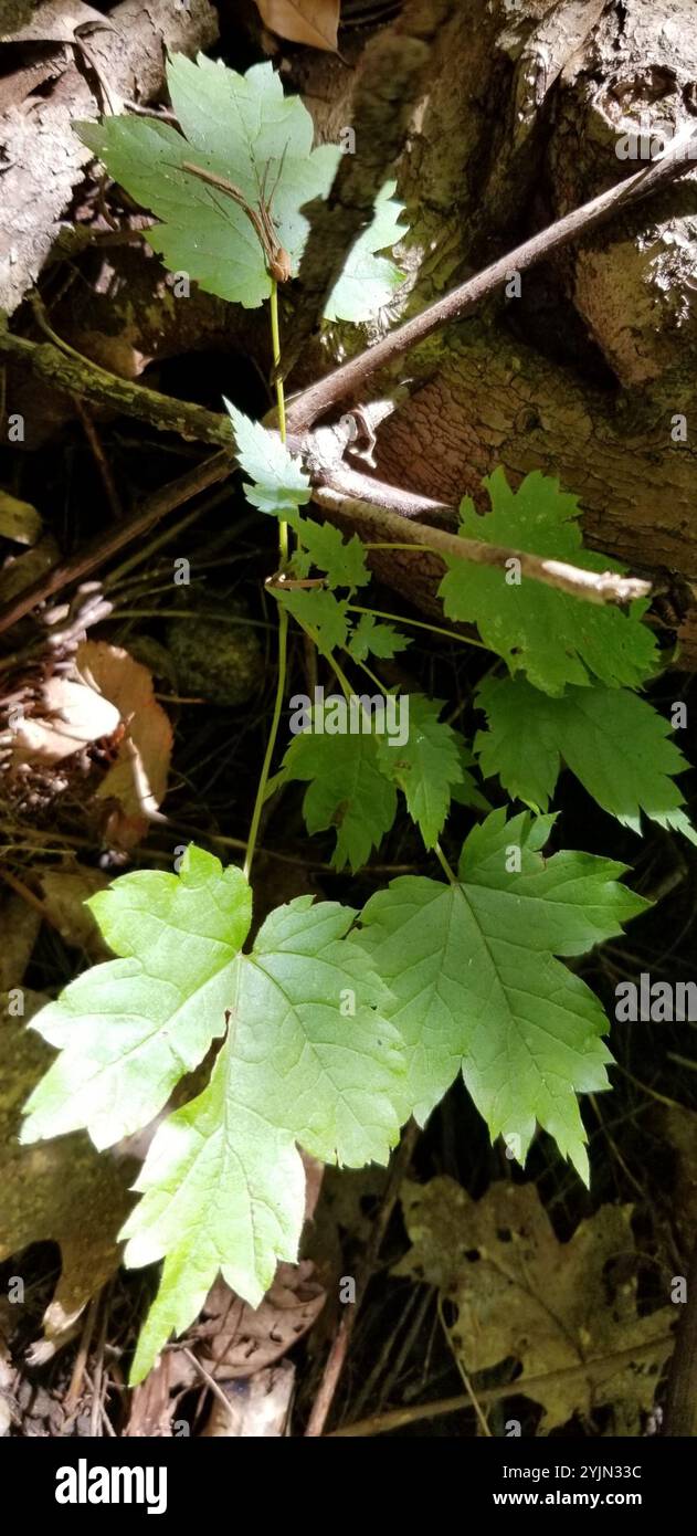 Mountain Maple (Acer spicatum Stock Photo - Alamy