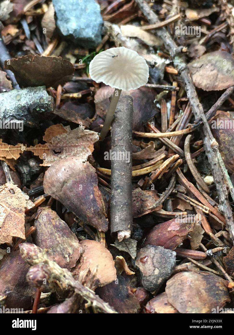 Dripping bonnet hi-res stock photography and images - Alamy