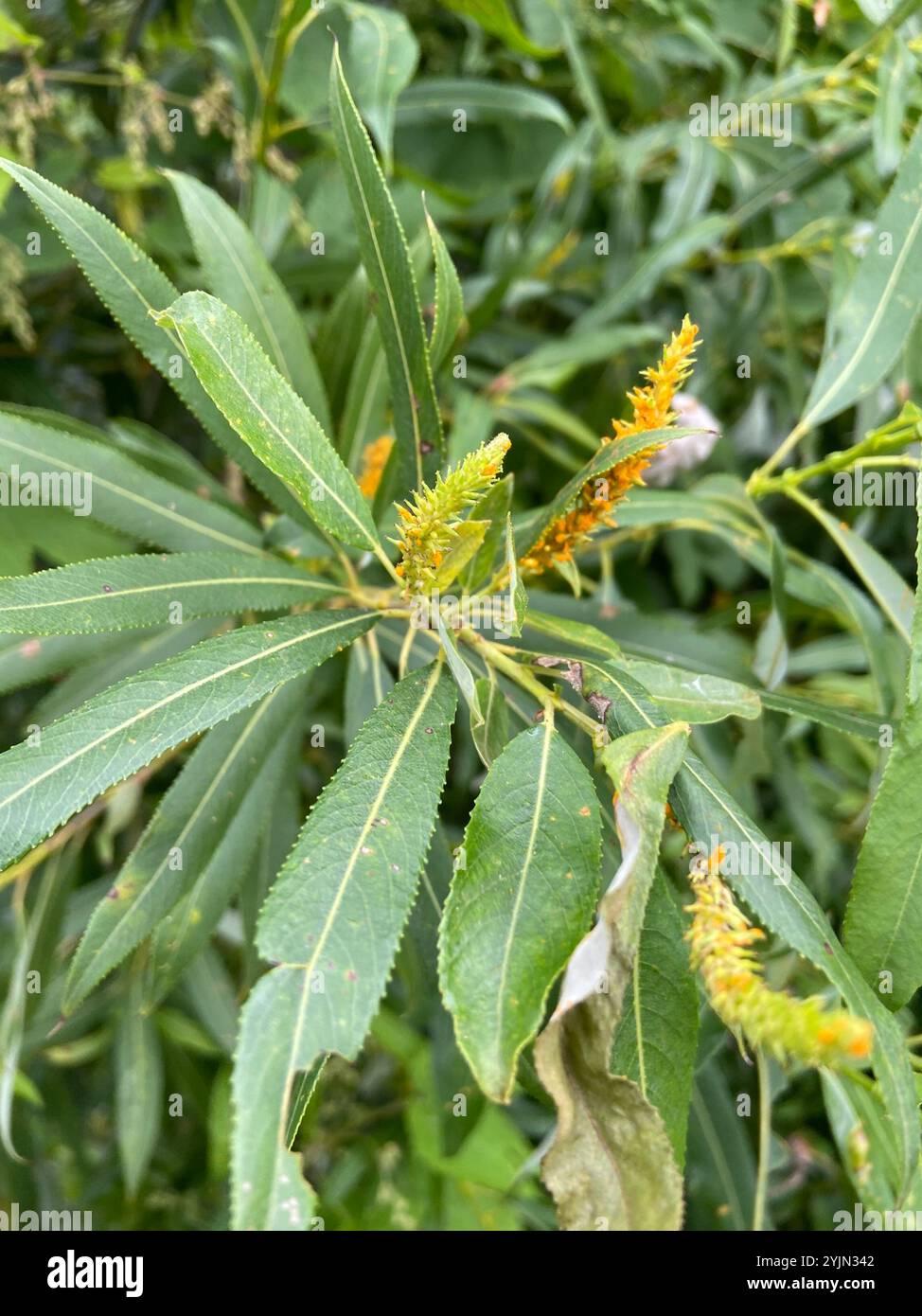 Almond Willow (Salix triandra Stock Photo - Alamy