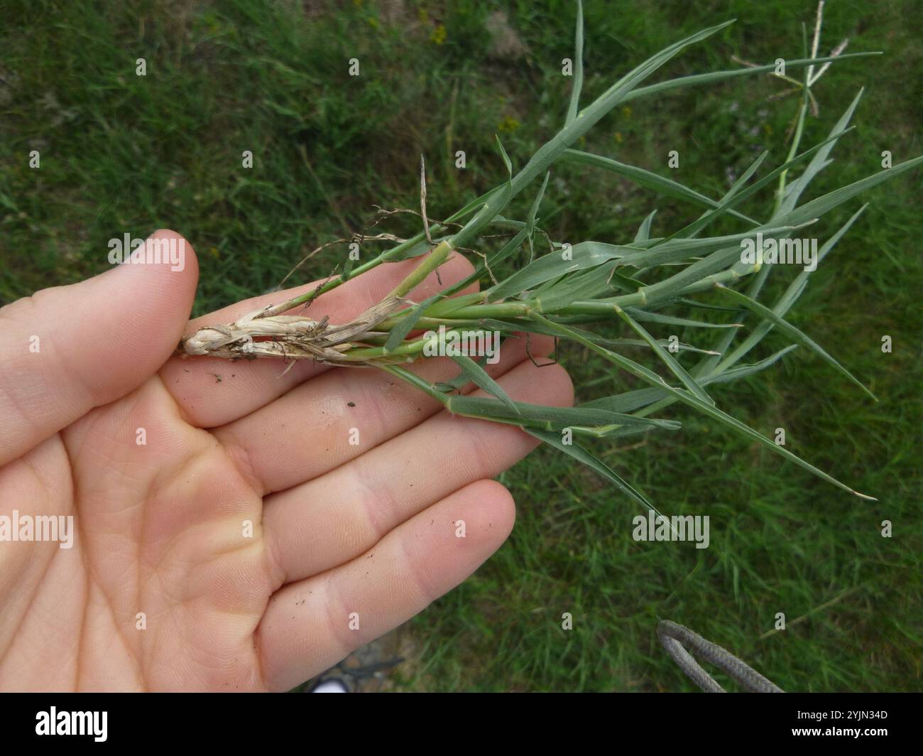 Bermuda grass (Cynodon dactylon Stock Photo - Alamy