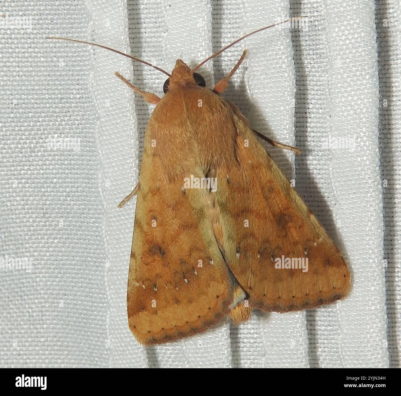 Corn Earworm Moth (Helicoverpa zea Stock Photo - Alamy