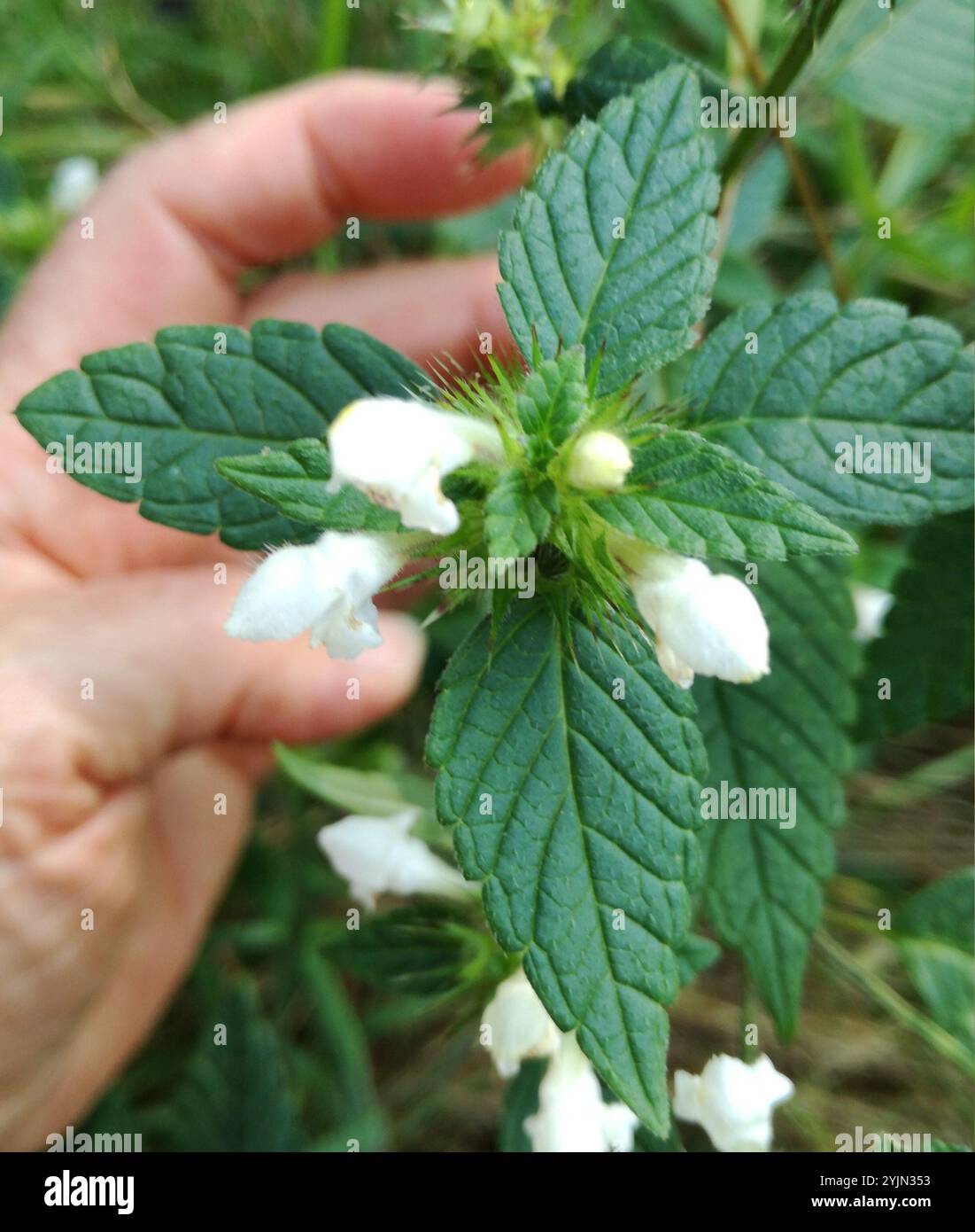 Common hemp-nettle (Galeopsis tetrahit Stock Photo - Alamy