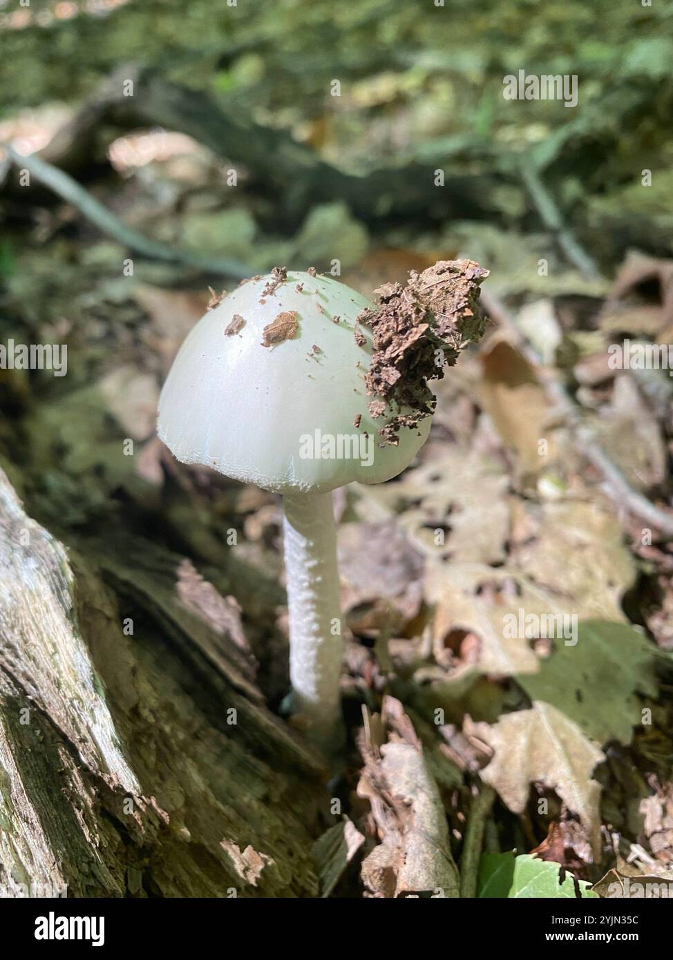 Eastern North American Destroying Angel (Amanita bisporigera Stock ...