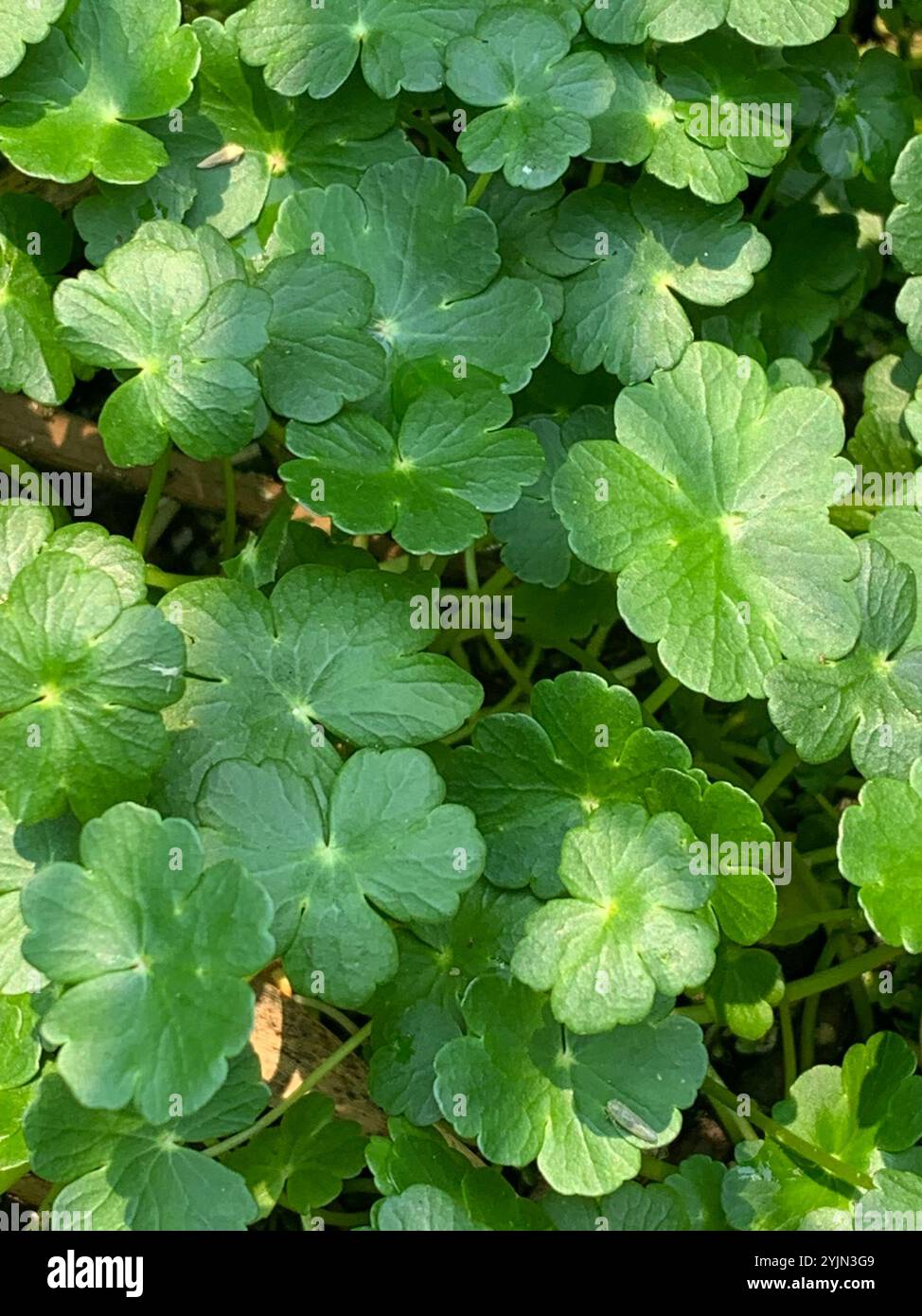 floating marsh pennywort (Hydrocotyle ranunculoides Stock Photo - Alamy