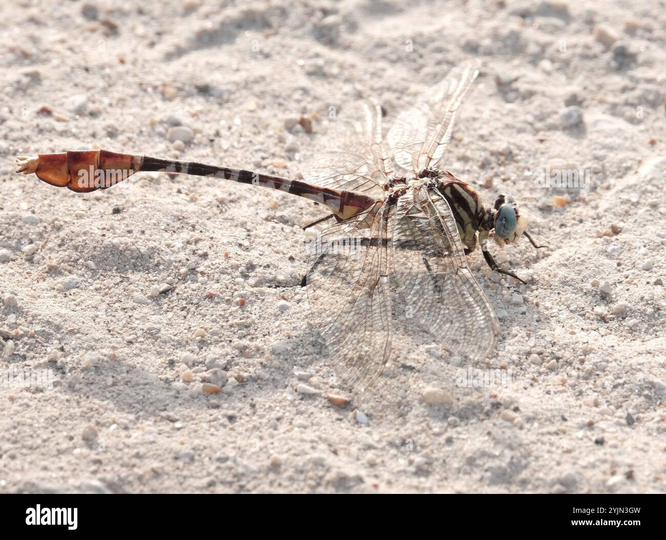 Flag-tailed Spinyleg (Dromogomphus spoliatus Stock Photo - Alamy